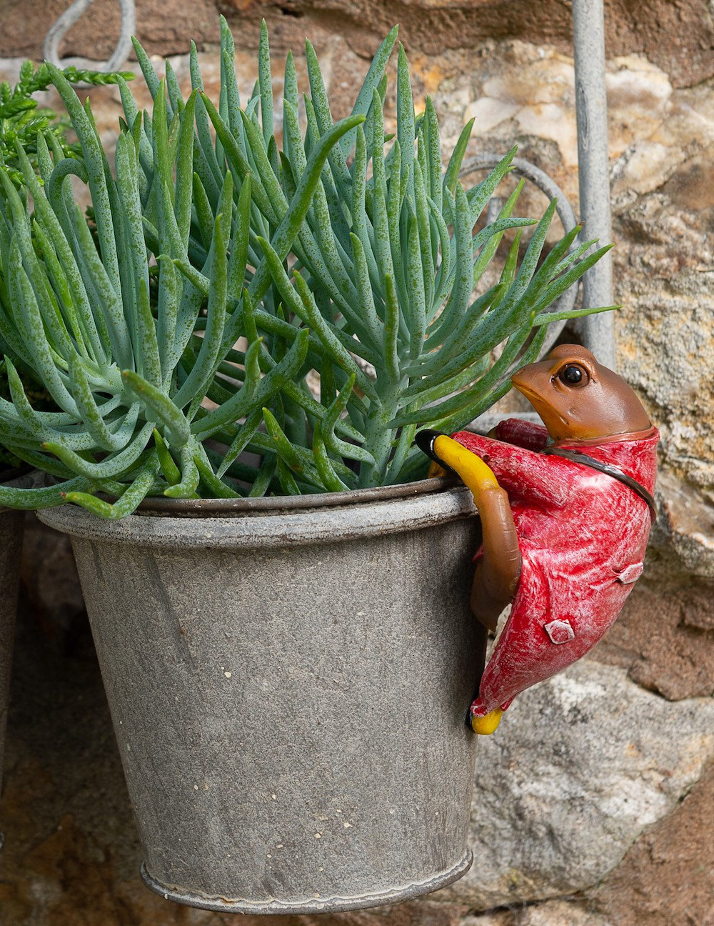 Jardinopia Beatrix Potter Mr Jeremy Fisher Pit Buddy Pot Hanger In Gift ...