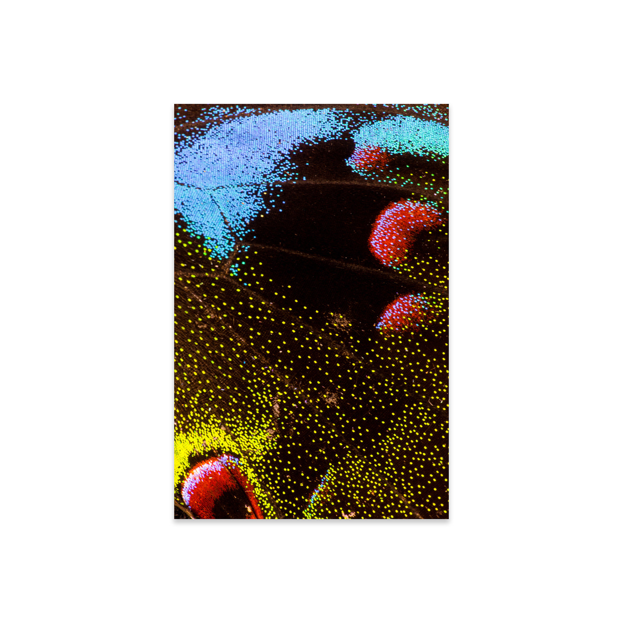 Wrought Studio Butterfly Wing Macro-Photography III by Darrell Gulin No ...