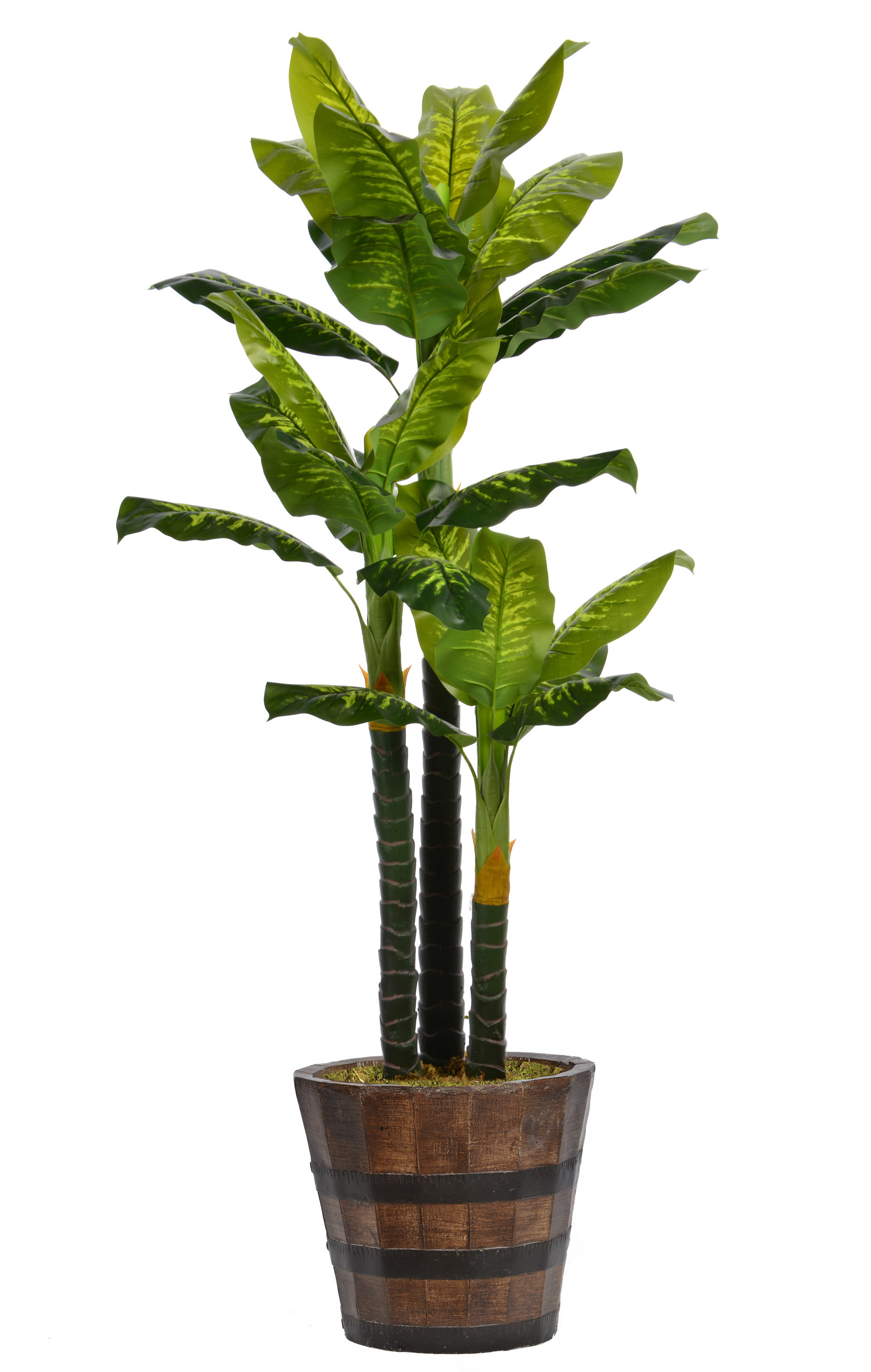 Laura Ashley Real Touch Evergreen in Planter - Wayfair Canada