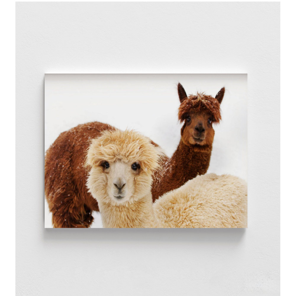 WeFrameArt Alpaca Photography Print, Framed Alpaca Portrait Print ...