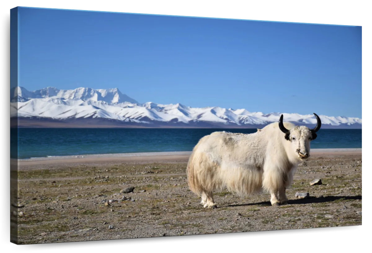 Ebern Designs Yak By Namtso Lake - Wayfair Canada