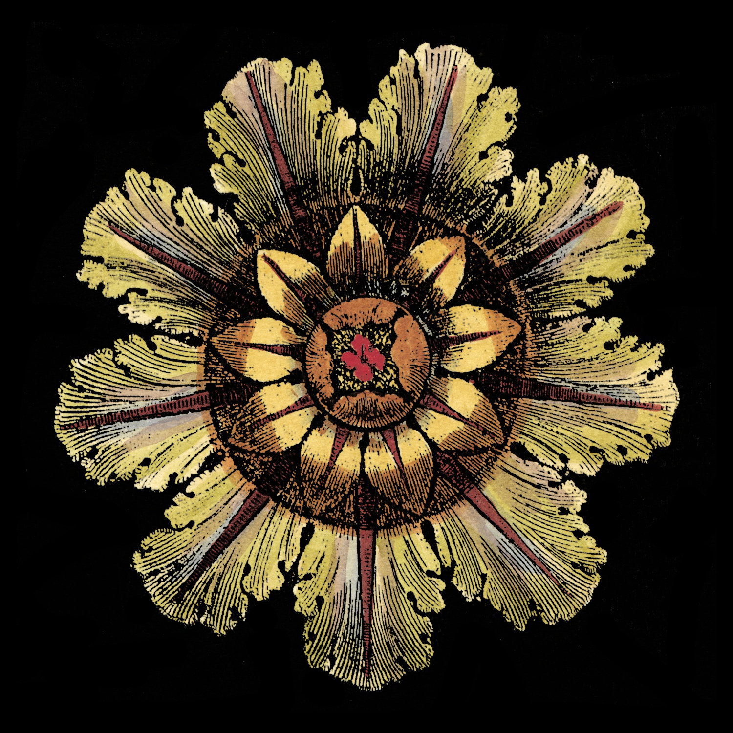 Rosalind Wheeler Rosette on Black IV by Da Carlo Antonini - Wrapped ...
