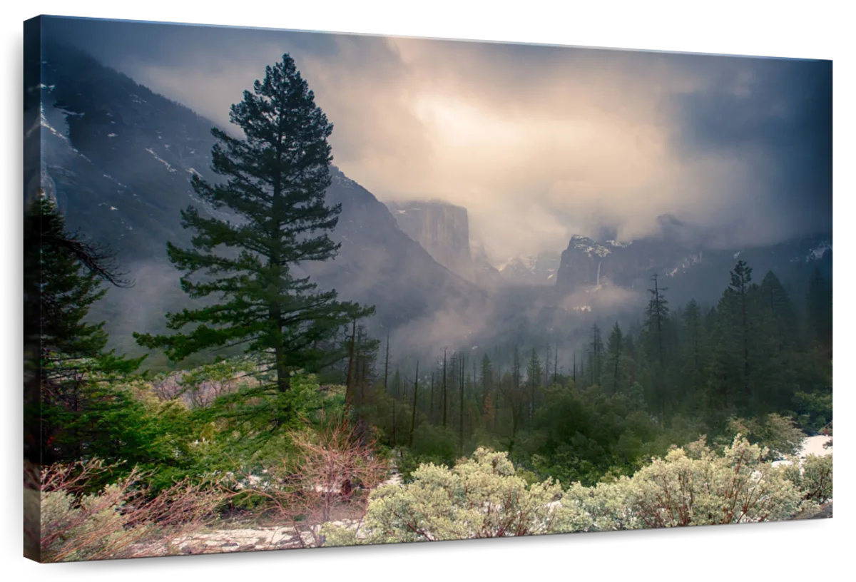 Millwood Pines Alvord Foggy Yosemite National Park | Wayfair