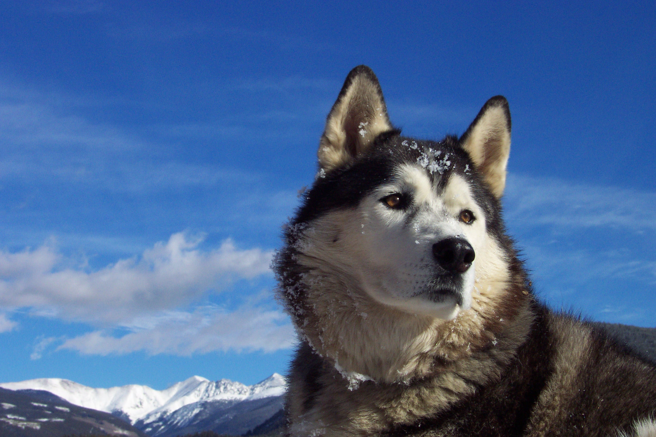 Ebern Designs Husky Heaven by Summitkane - Wrapped Canvas Photograph ...