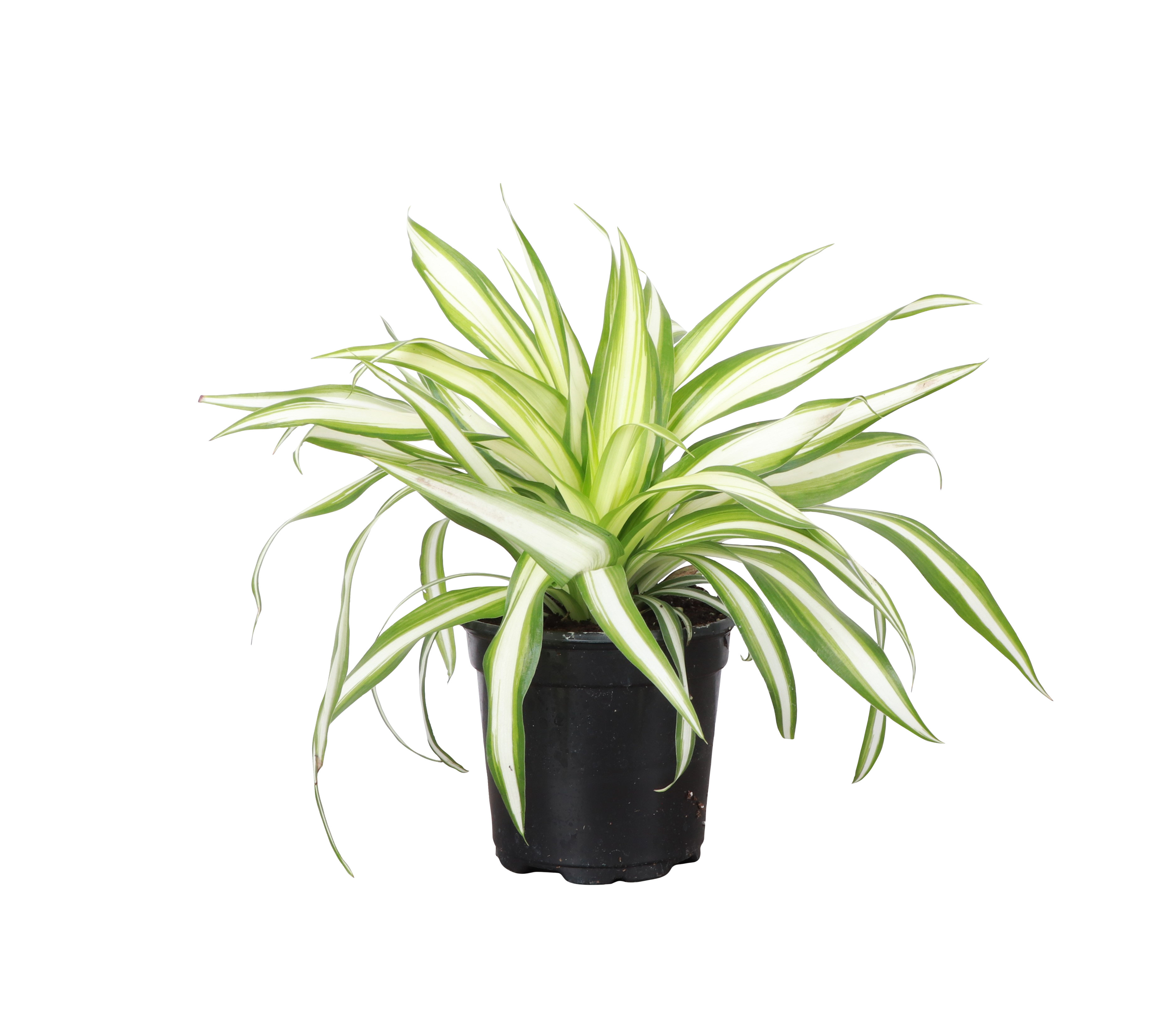Thorsen's Greenhouse Live Spider Plant & Reviews | Perigold