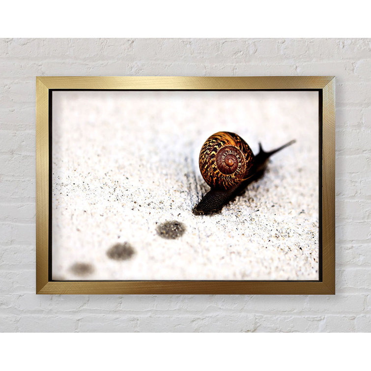 Bright Star Snail Track Macro - Single Picture Frame Art Prints ...