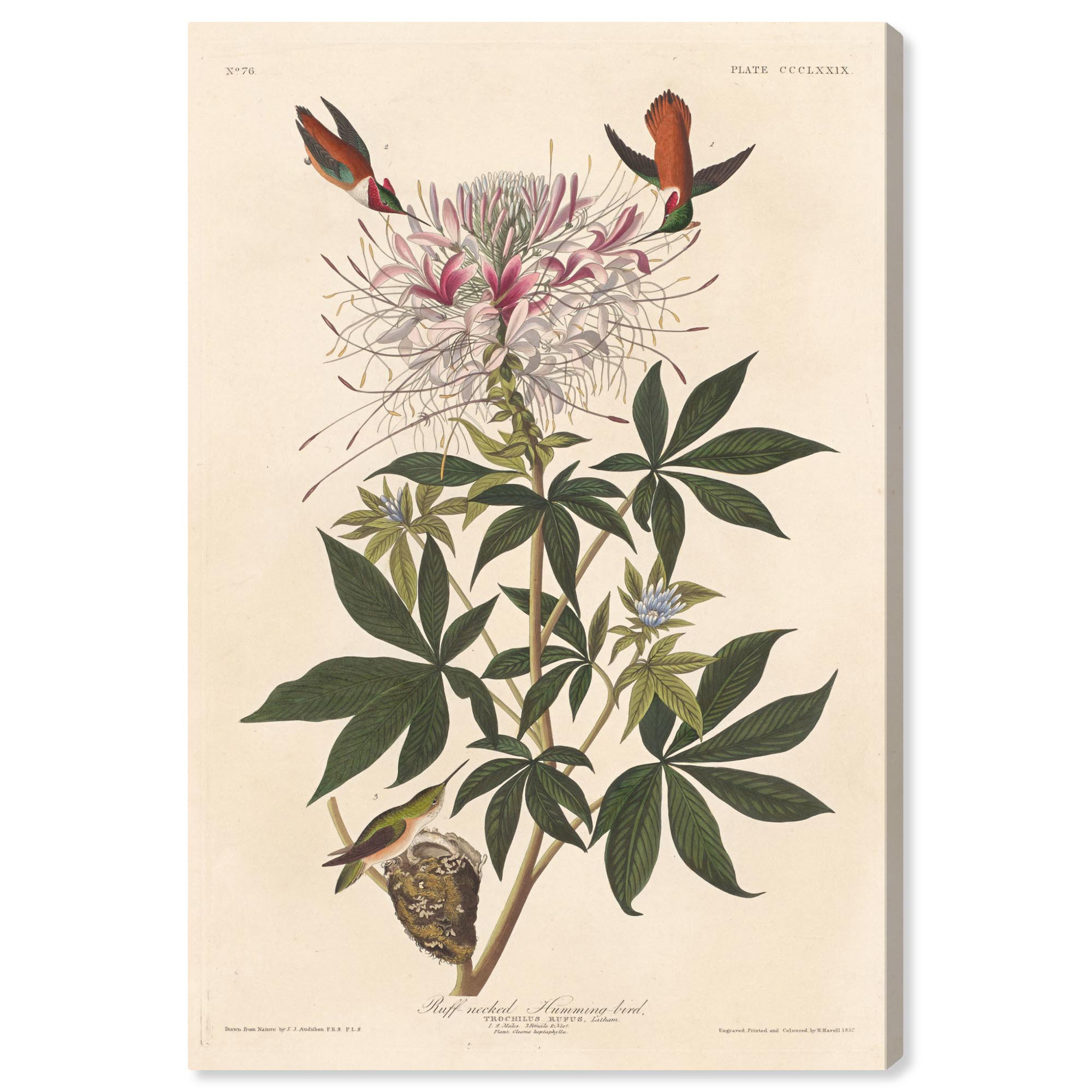 Art Remedy Botanical Prints Canvas, Ruff-necked Humming Bird | Wayfair