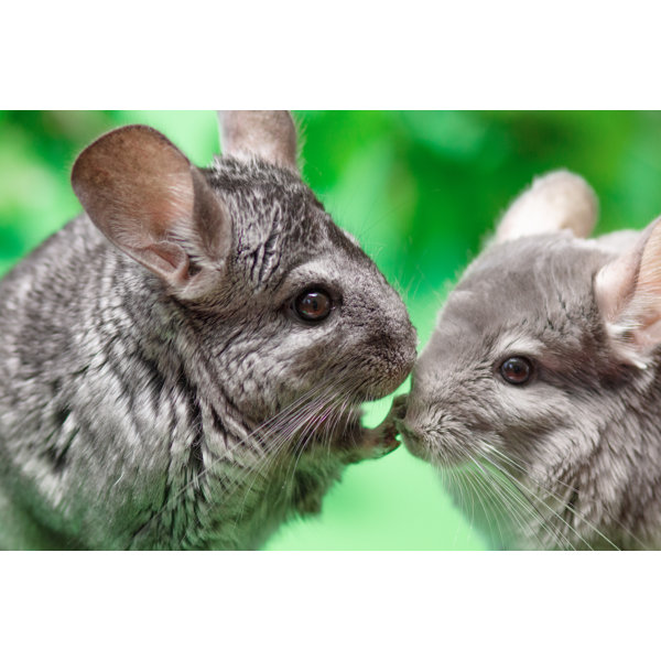 Ebern Designs Cute Gray Chinchilla by Alina Prochan - Wrapped Canvas ...