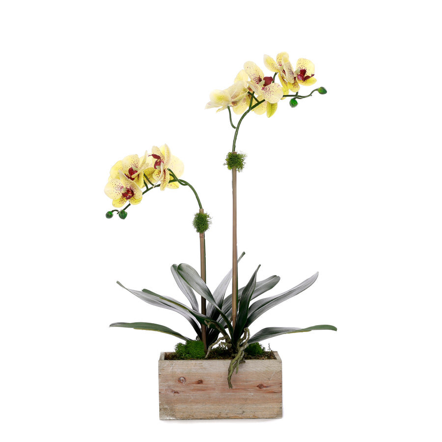 Primrue Yellow Real Touch Orchid Flower Arrangement in Rectangle Pot ...