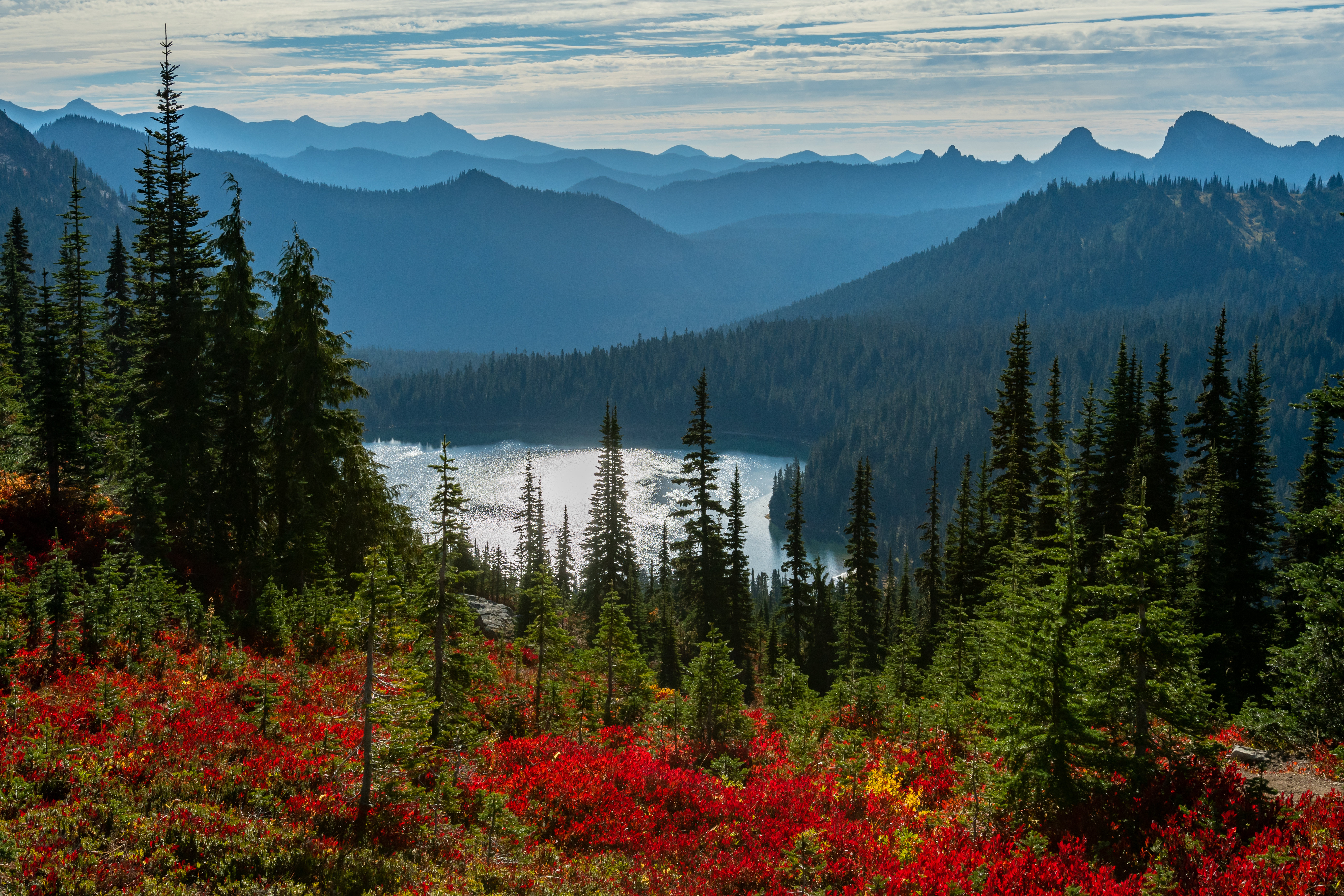 Millwood Pines Red Huckleberry And Pine Trees In Front Of Dewey Lake by ...
