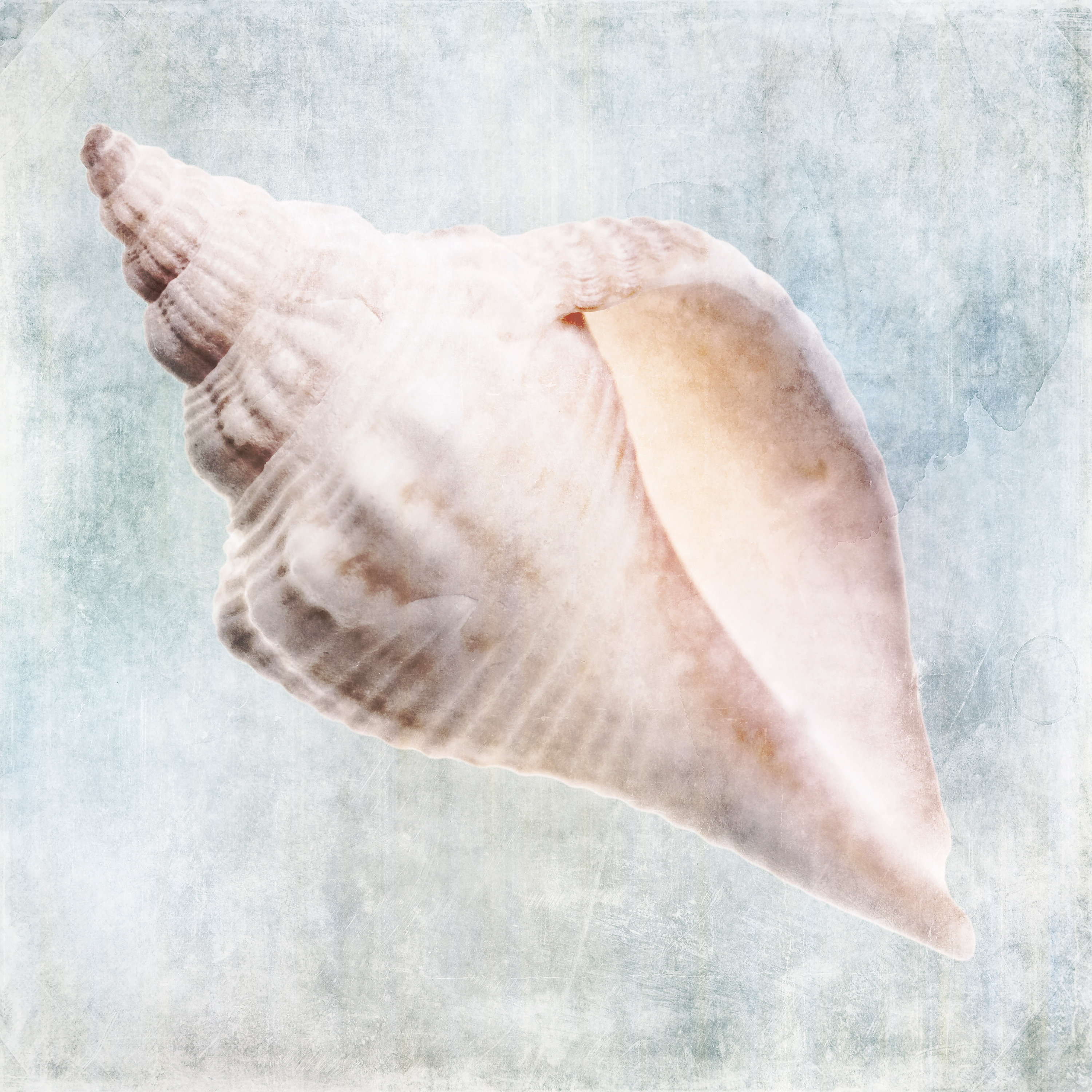 Highland Dunes Blue Cream Murex Shell On Canvas by Christine Zalewski ...