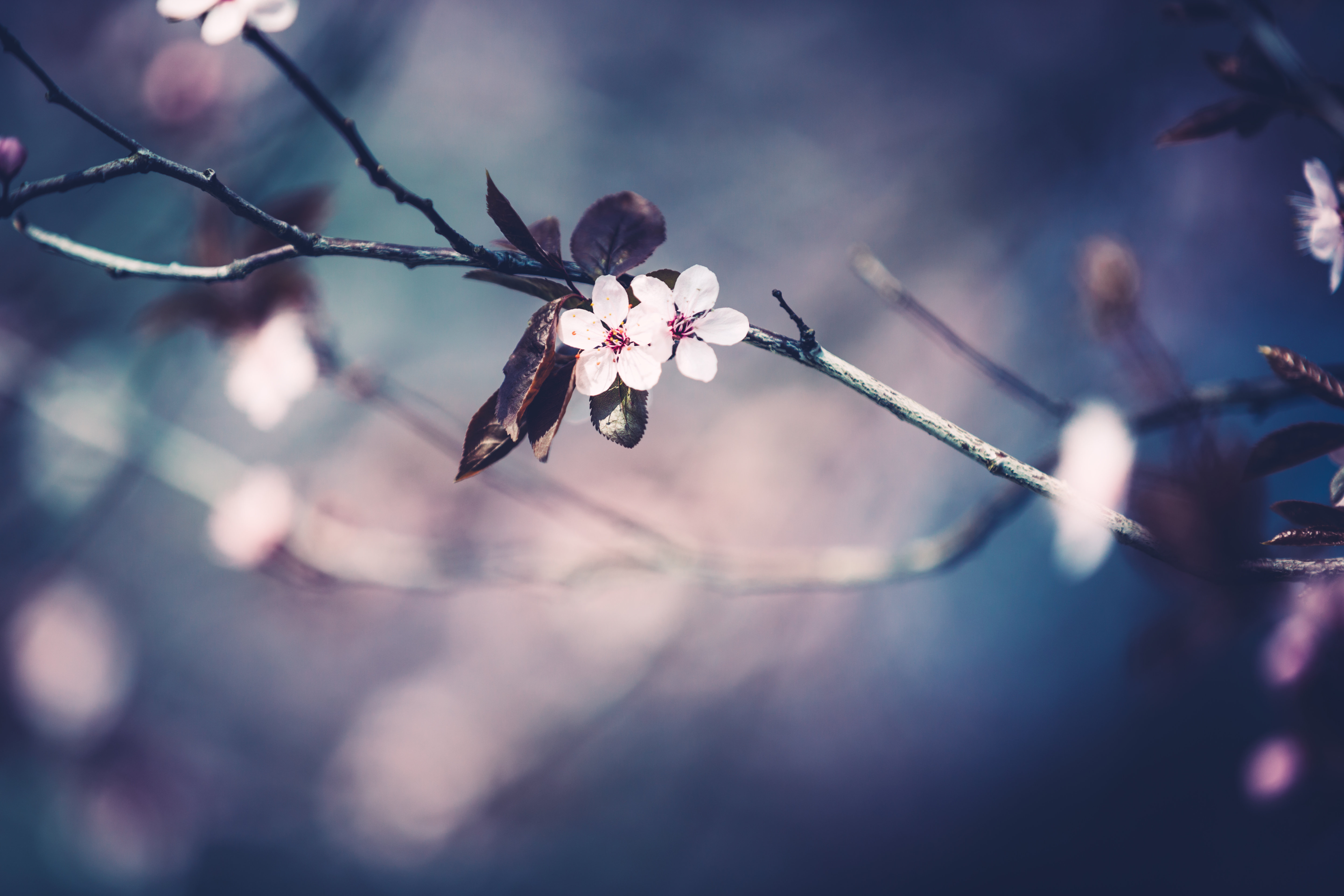 17 Stories Cherry Blossom by Borchee - No Frame Art Prints on Canvas ...