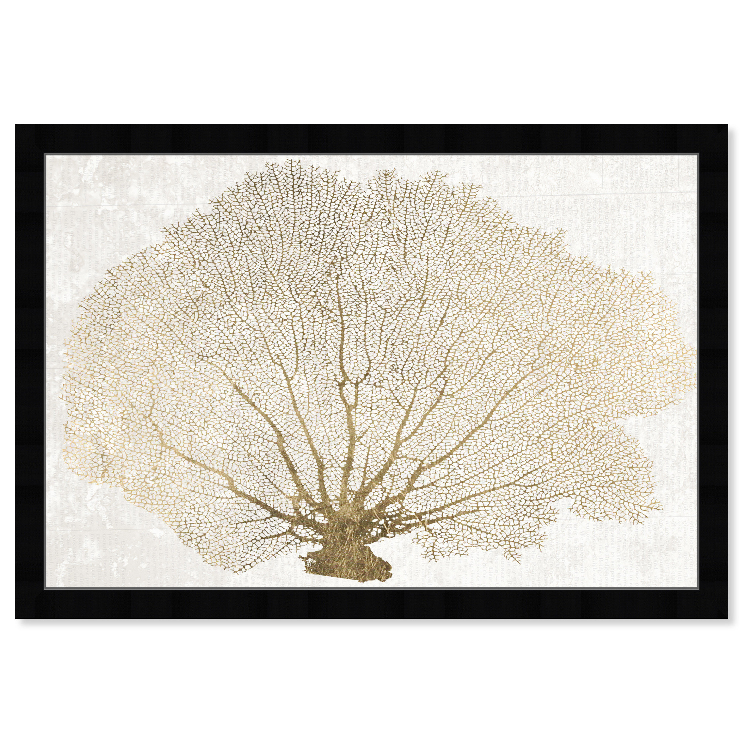 Fan Coral Texture