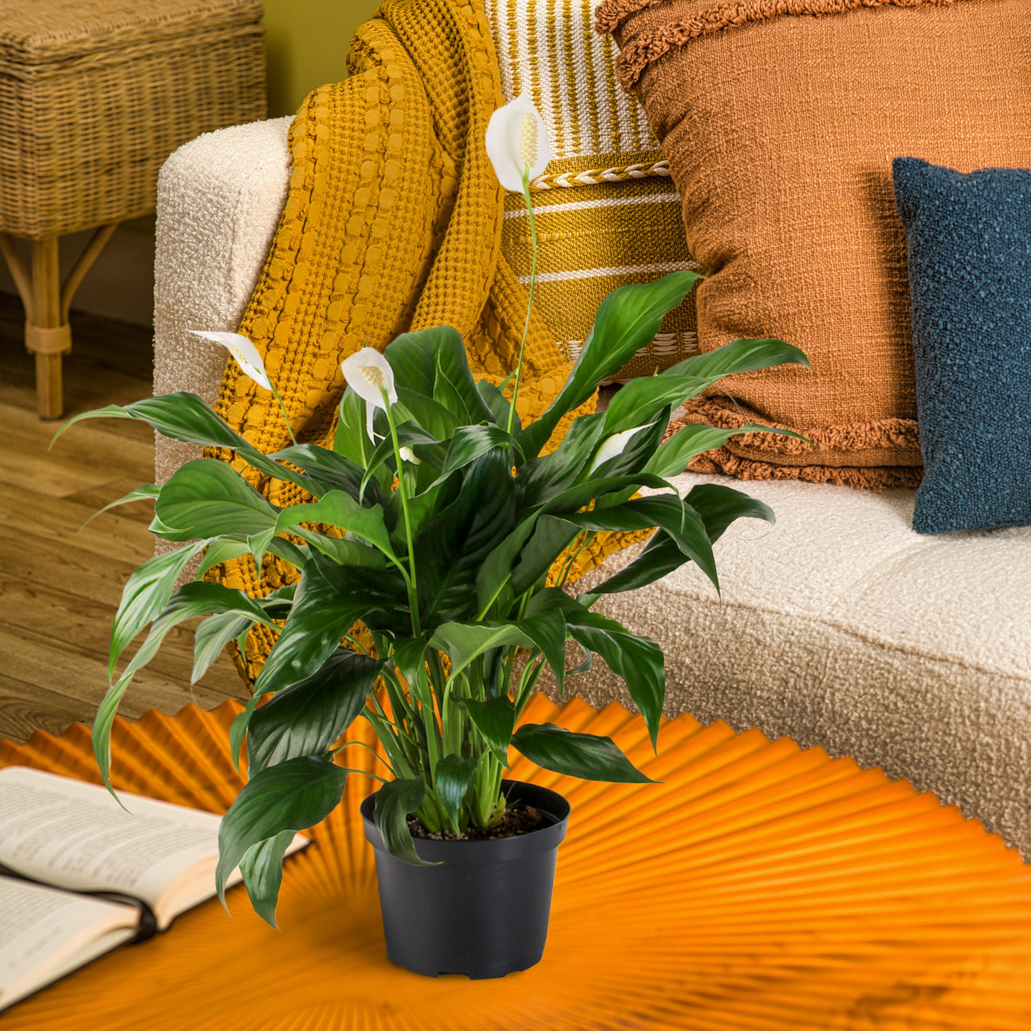 Costa Farms Indoor Peace Lily Spathiphyllum House Plant in 6-inch ...