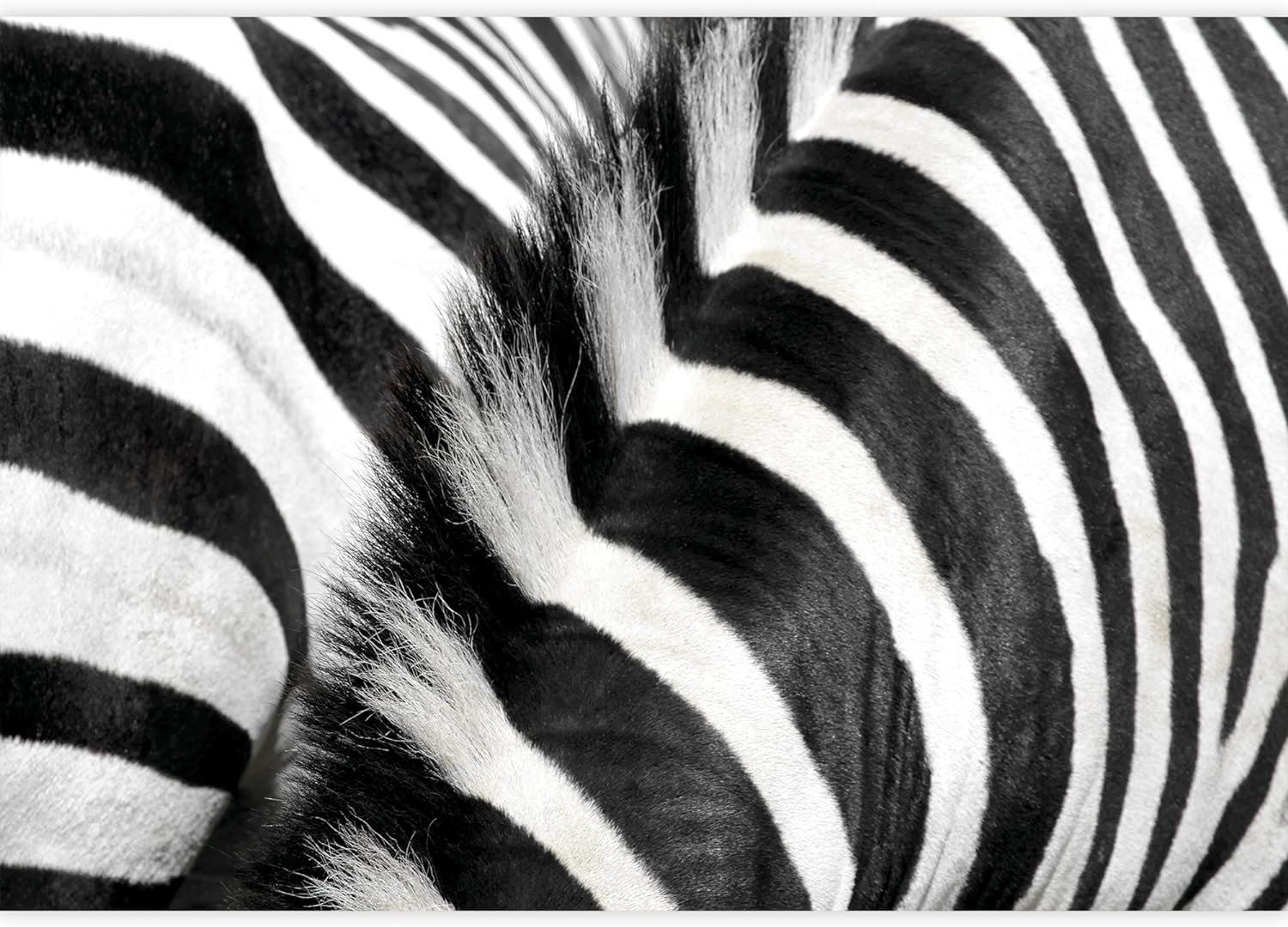 IDEA4WALL Zebra Fur and Mane Removable Self Adhesive Large Wallpaper ...