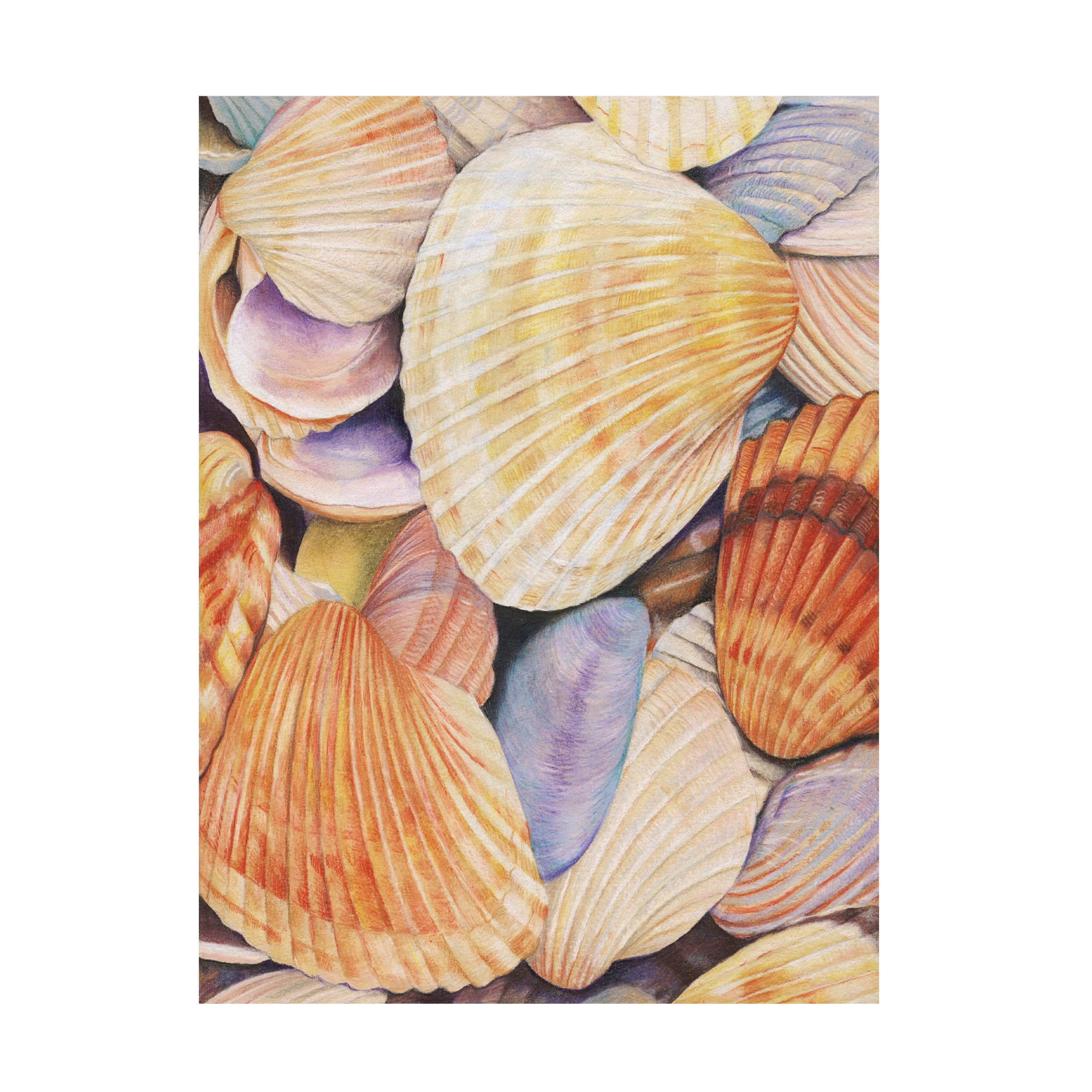 Dovecove Judith Selcuk Illustrations 'Sea Shells' Canvas Art - Wayfair ...
