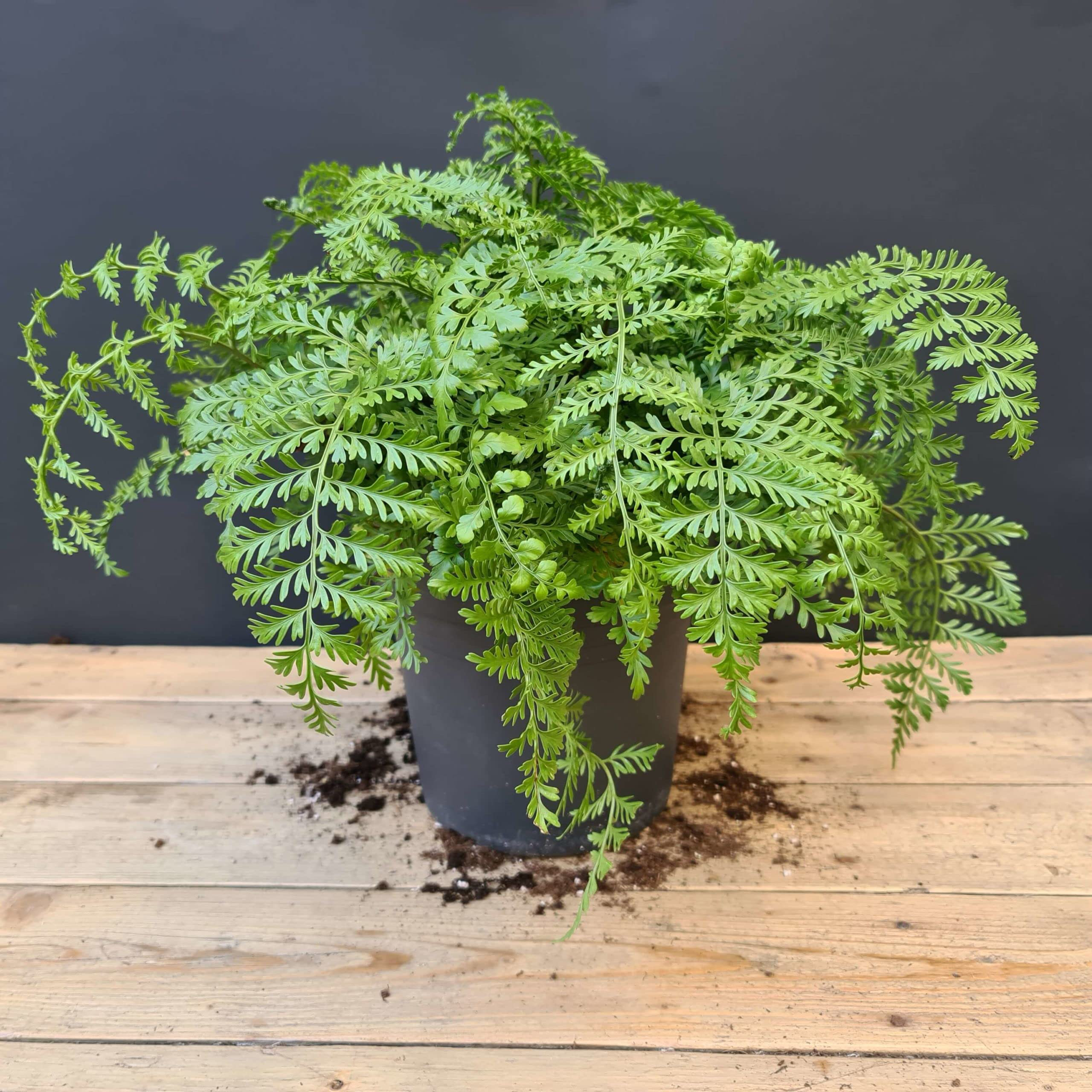 Wekiva Foliage LLC Austral Gem Fern - Live Plant in a 6 Inch Pot ...