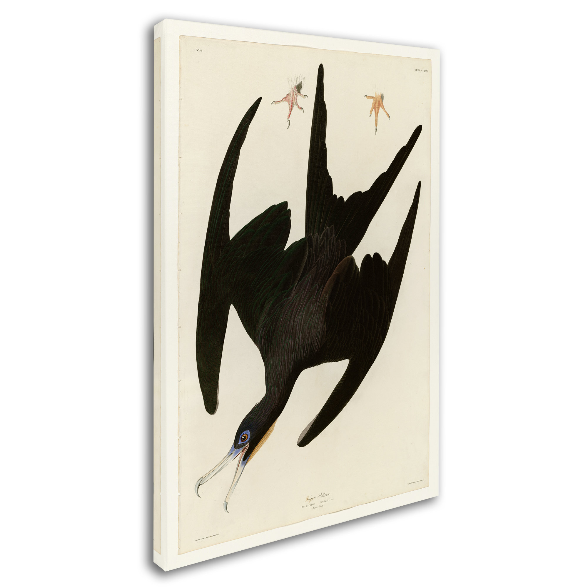 Vault W Artwork 'Frigate Pelicanplate 271' Print on Wrapped Canvas ...