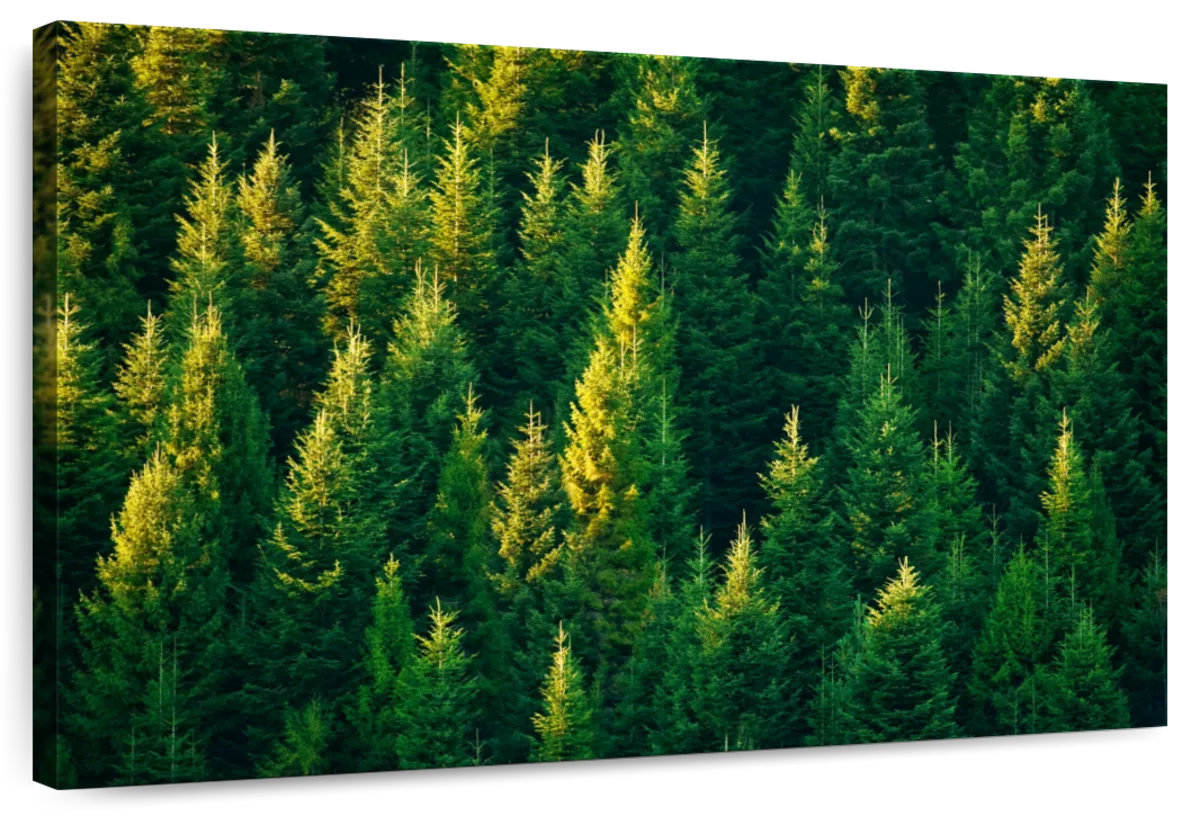 Lark Manor Harnek Forest Pine Trees - Wayfair Canada