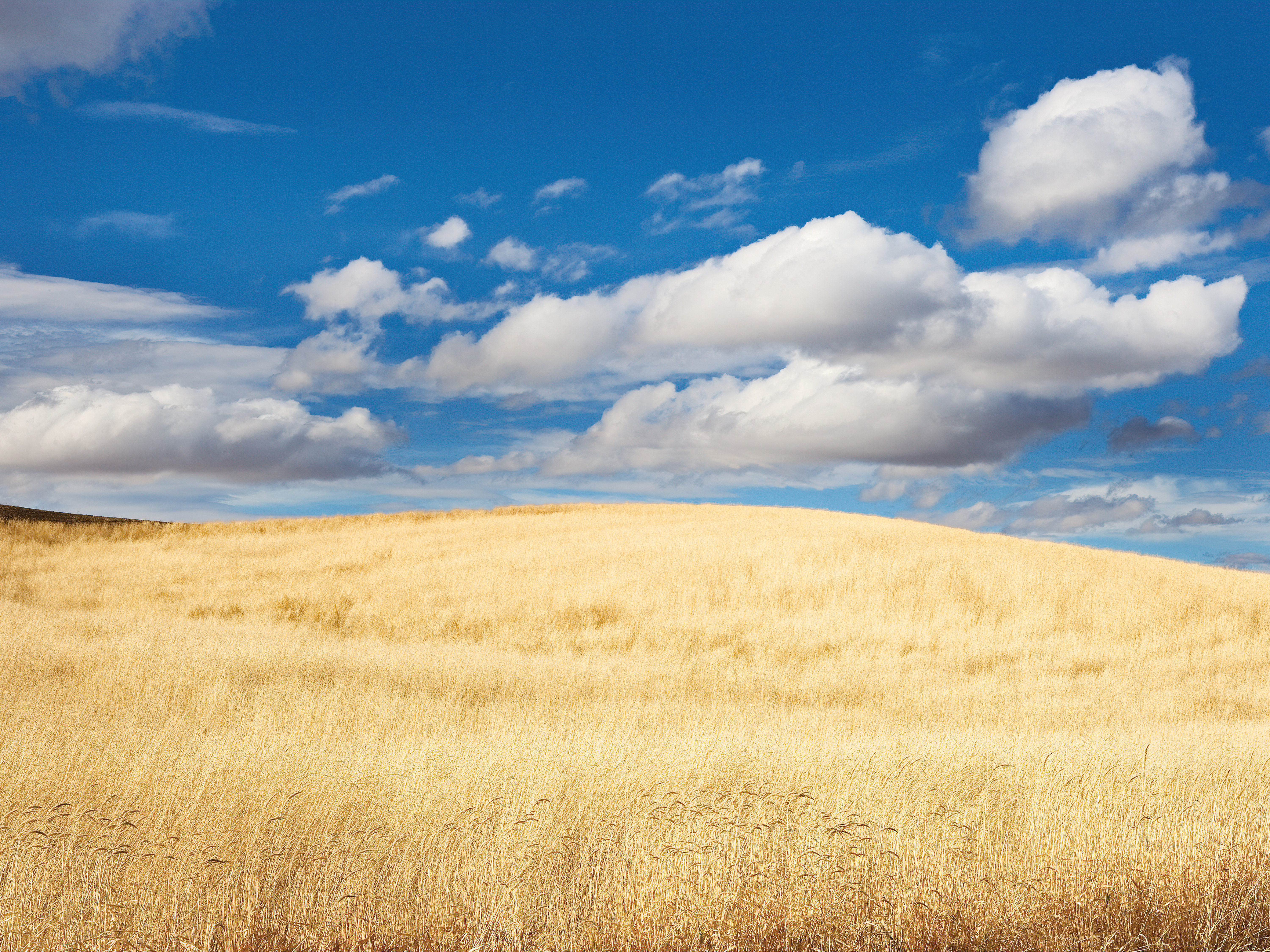 Made & Curated Palouse Autumn Field by Bruce Heinemann - Photograph ...