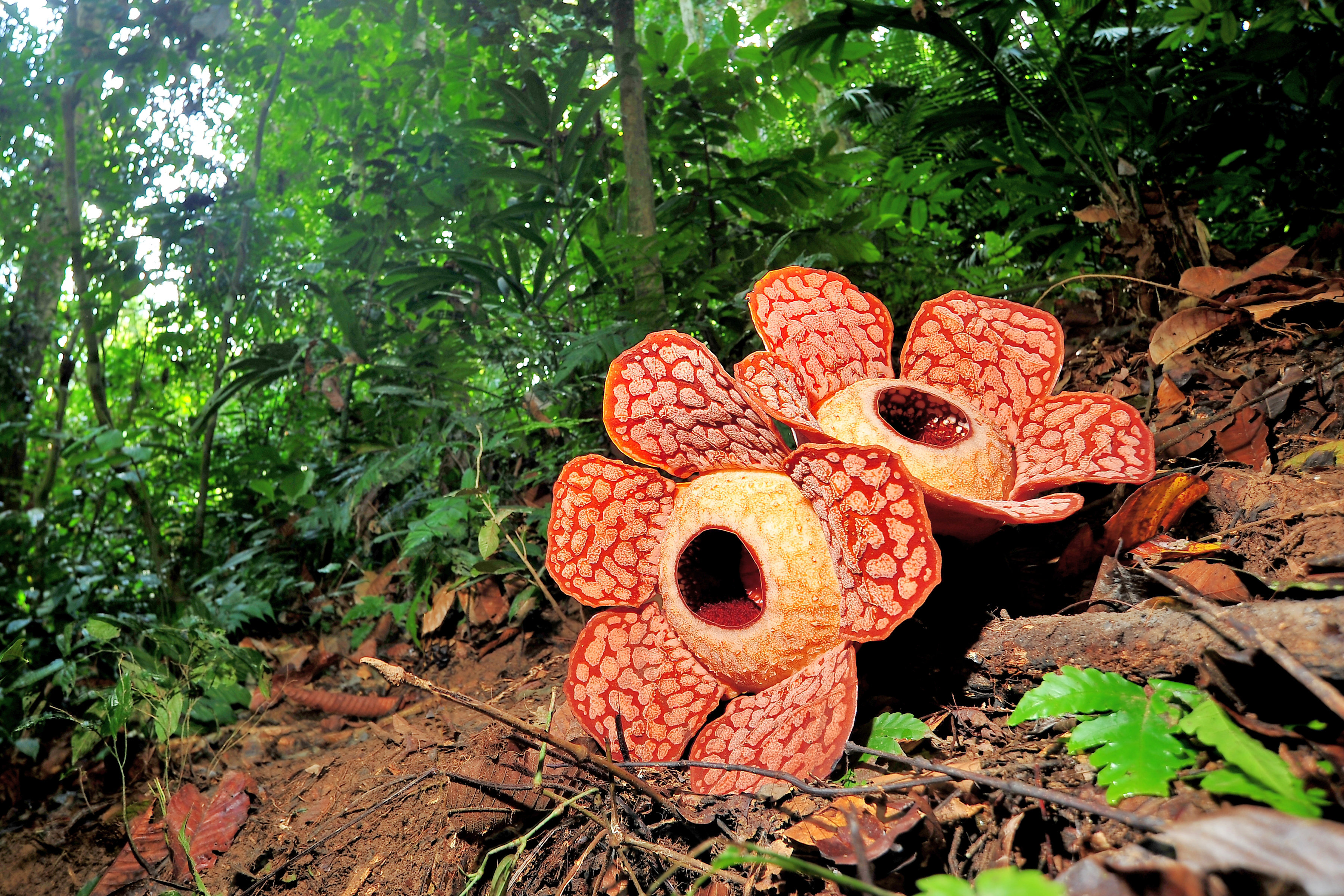 Millwood Pines Rafflesia by Ravindran John Smith | Wayfair