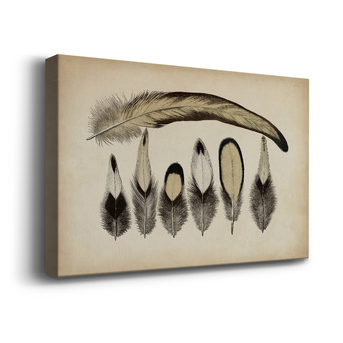 Bungalow Rose Vintage Feathers VII - Wrapped Canvas Print | Wayfair