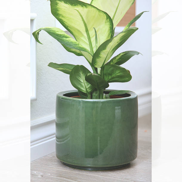 Orren Ellis Elisa Plant Stand & Reviews | Wayfair
