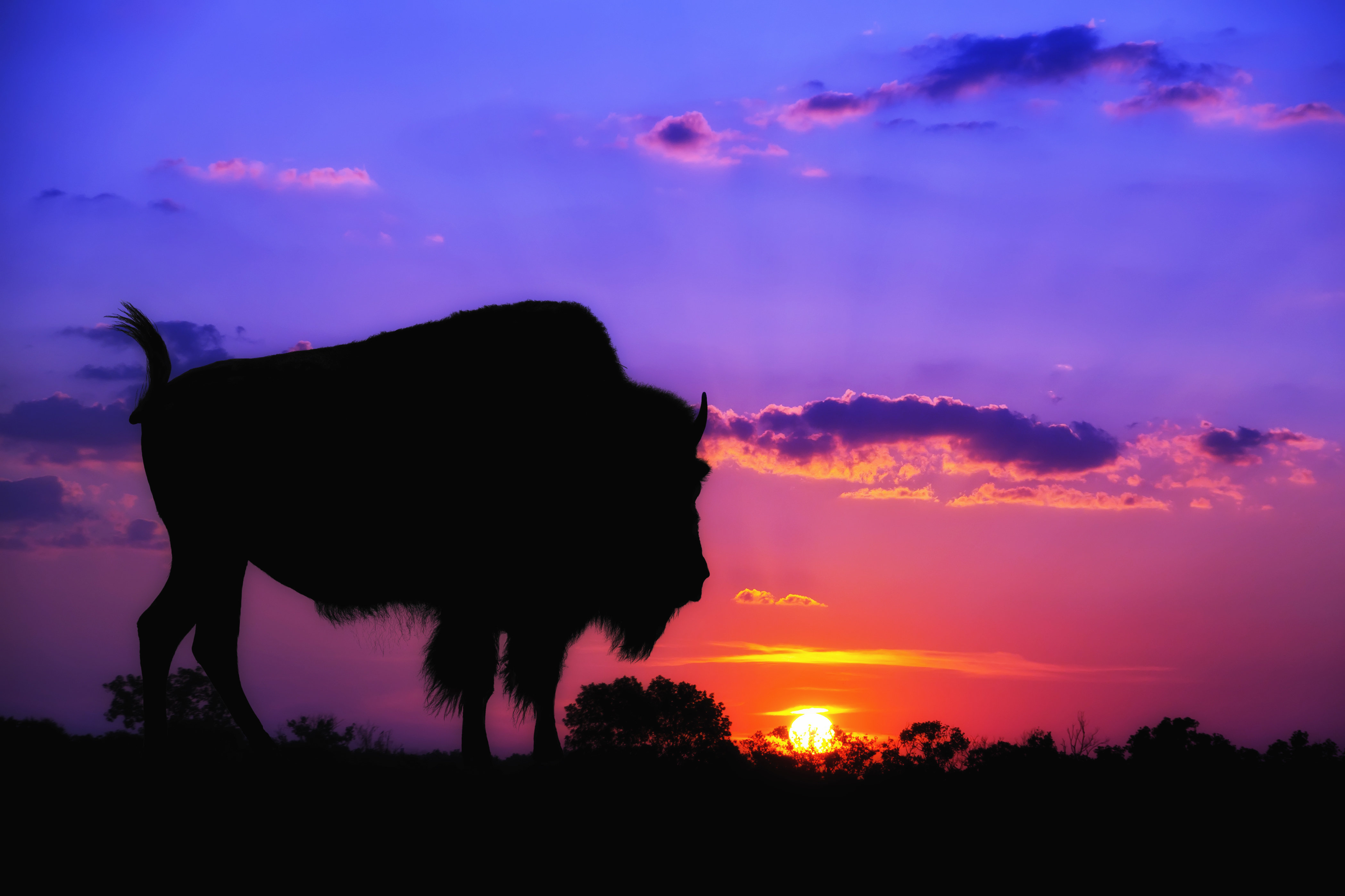 Latitude Run Brightmont Buffalo Silhouette At Sunrise - Wrapped Canvas ...