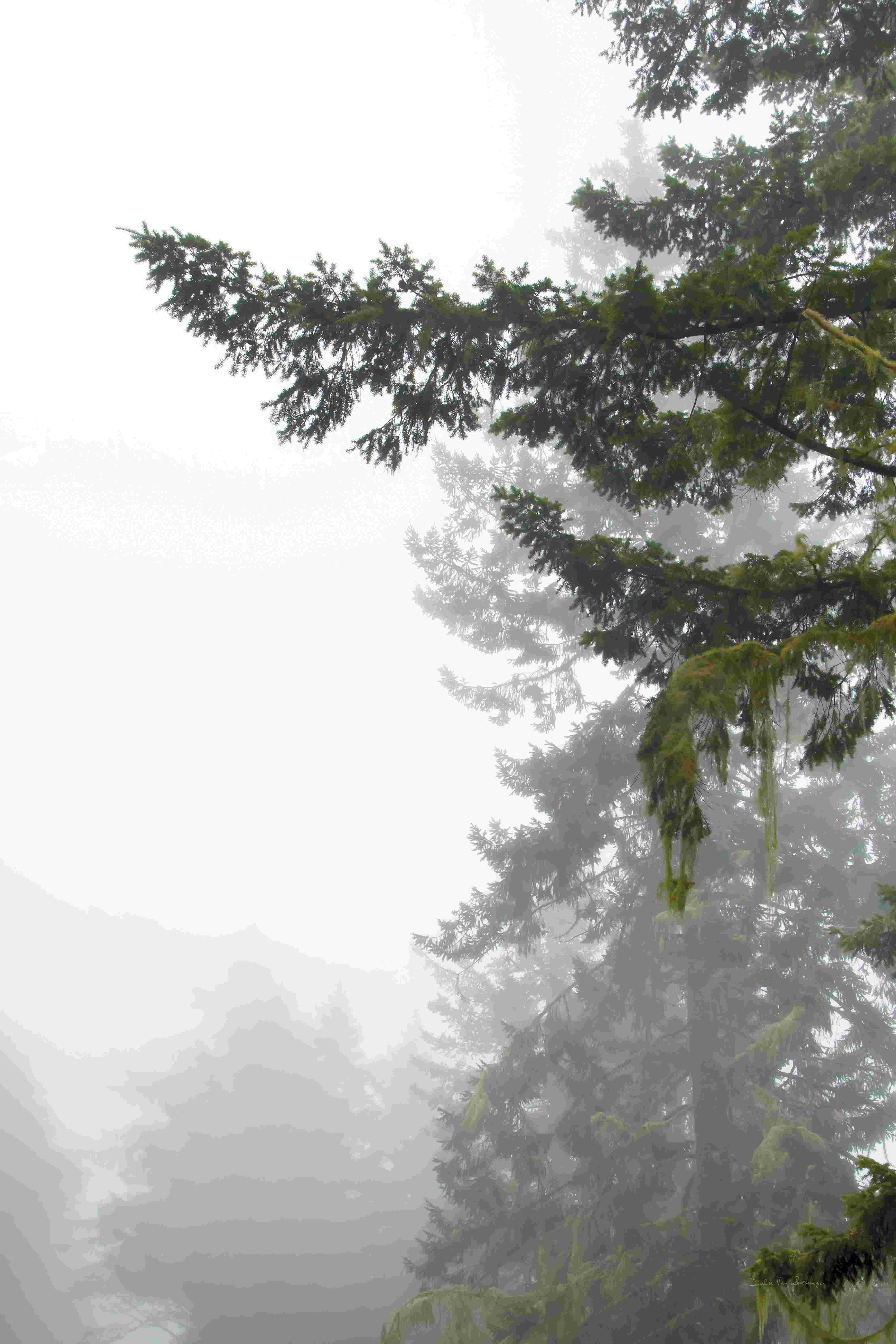 Millwood Pines Majestic Pines II by Debra Van Swearingen Wrapped Canvas ...