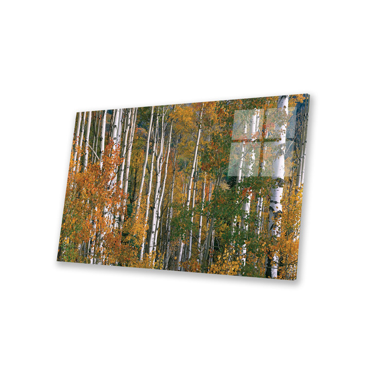 Millwood Pines Arlton Quaking Aspen Trees In Fall Colors, Lost Lake ...