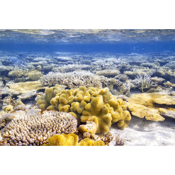 House of Hampton Beautiful Exotic Coral Reef by Cinoby - Print ...