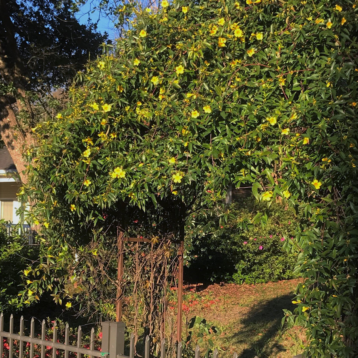 Plants by Mail 2.5 Qt. Carolina Jessamine - Flowering Vine with Yellow ...