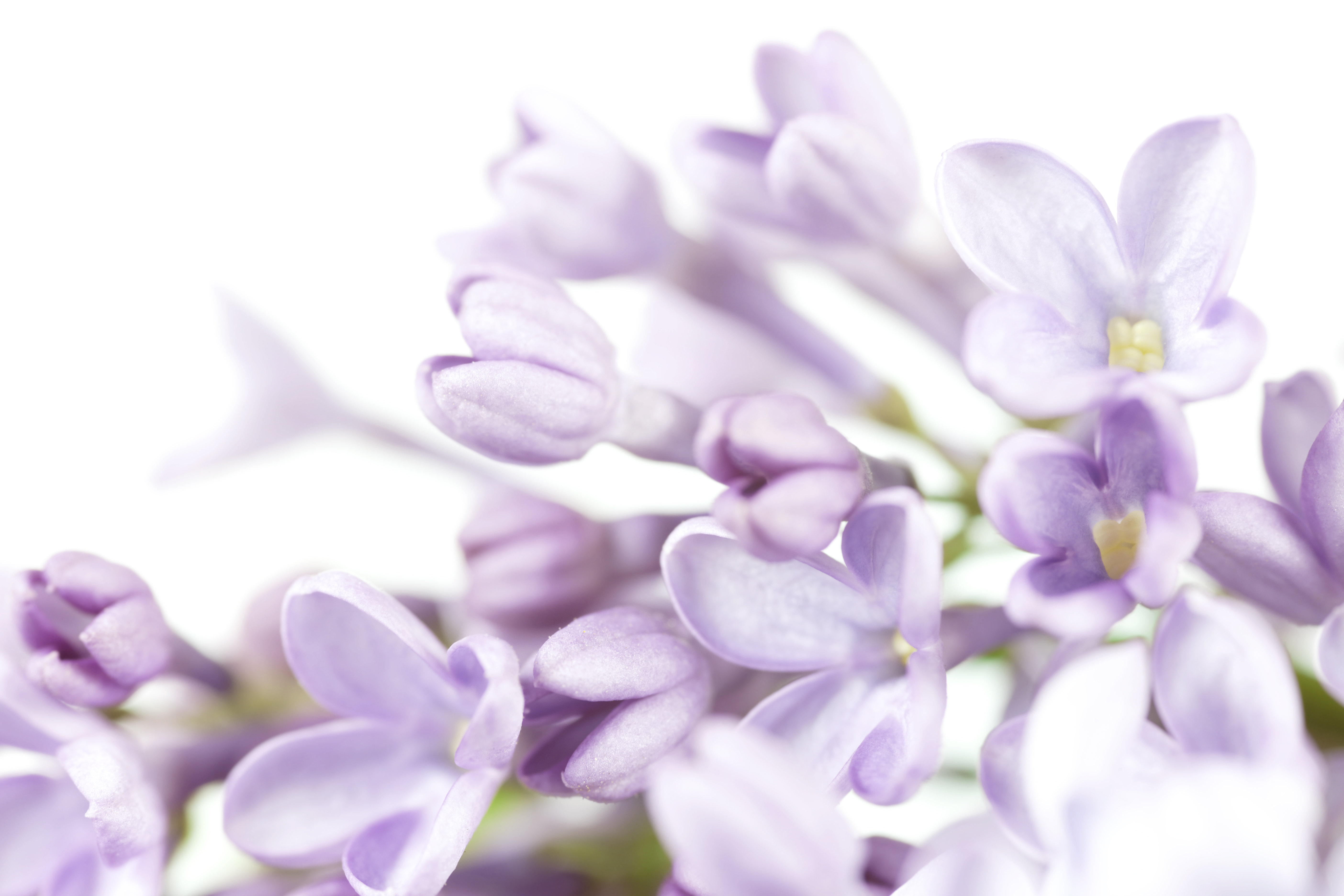 Ebern Designs Close Up of Lilac Blooms in High-Key Effect by ...