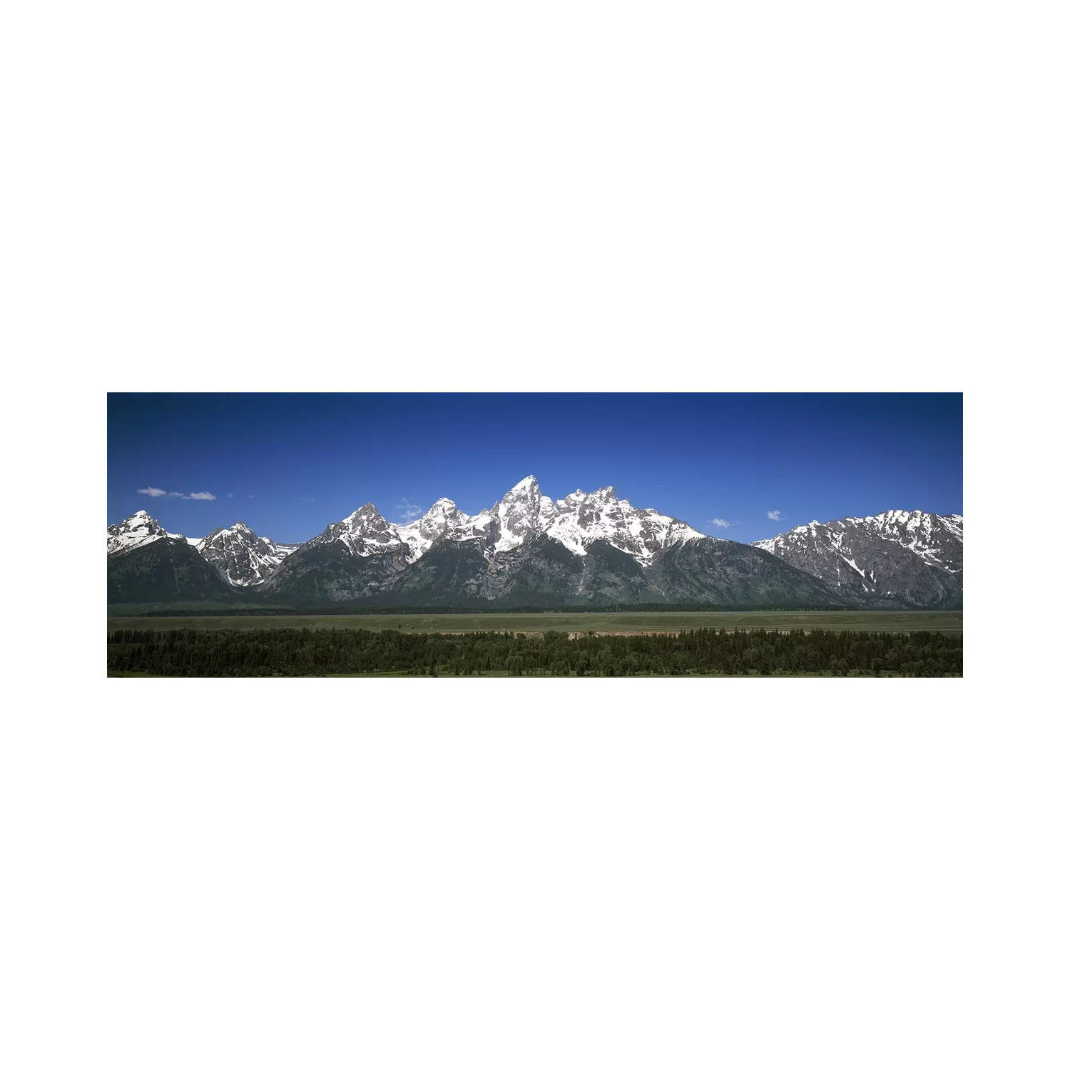 Union Rustic Trees in a Forest with Mountains in the Background, Teton ...