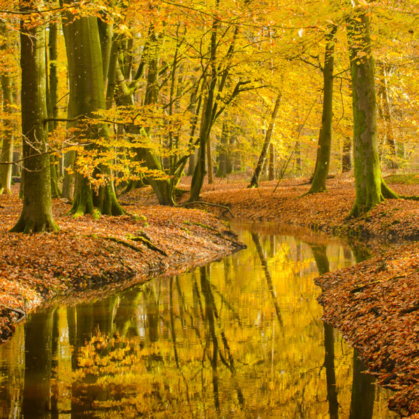 Alpen Home Fall Beech Tree Forest - Wrapped Canvas Art Prints | Wayfair ...