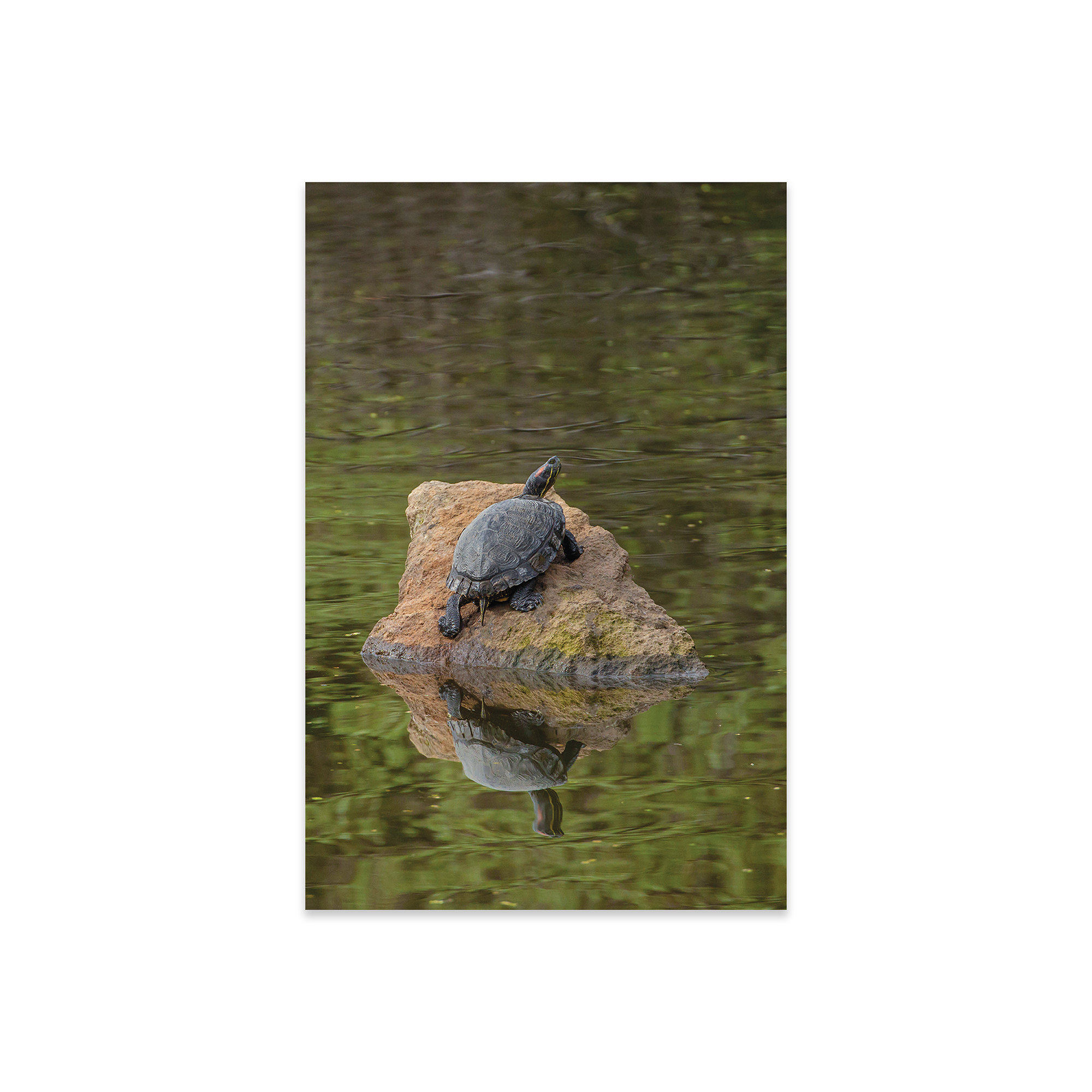 Ebern Designs Turtle On Rock Print On Acrylic Glass - Wayfair Canada