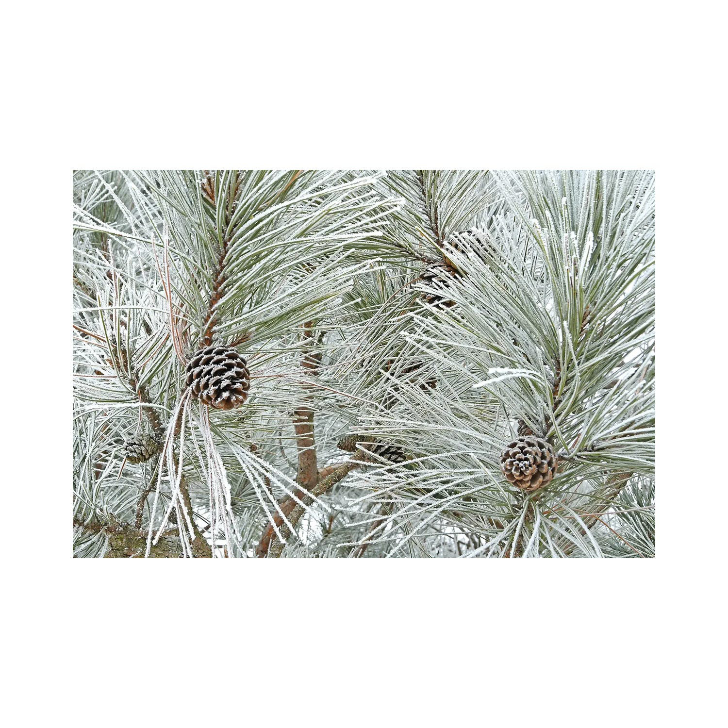 East Urban Home Pine Cones And Rime Ice by Brian Wolf - Print | Wayfair