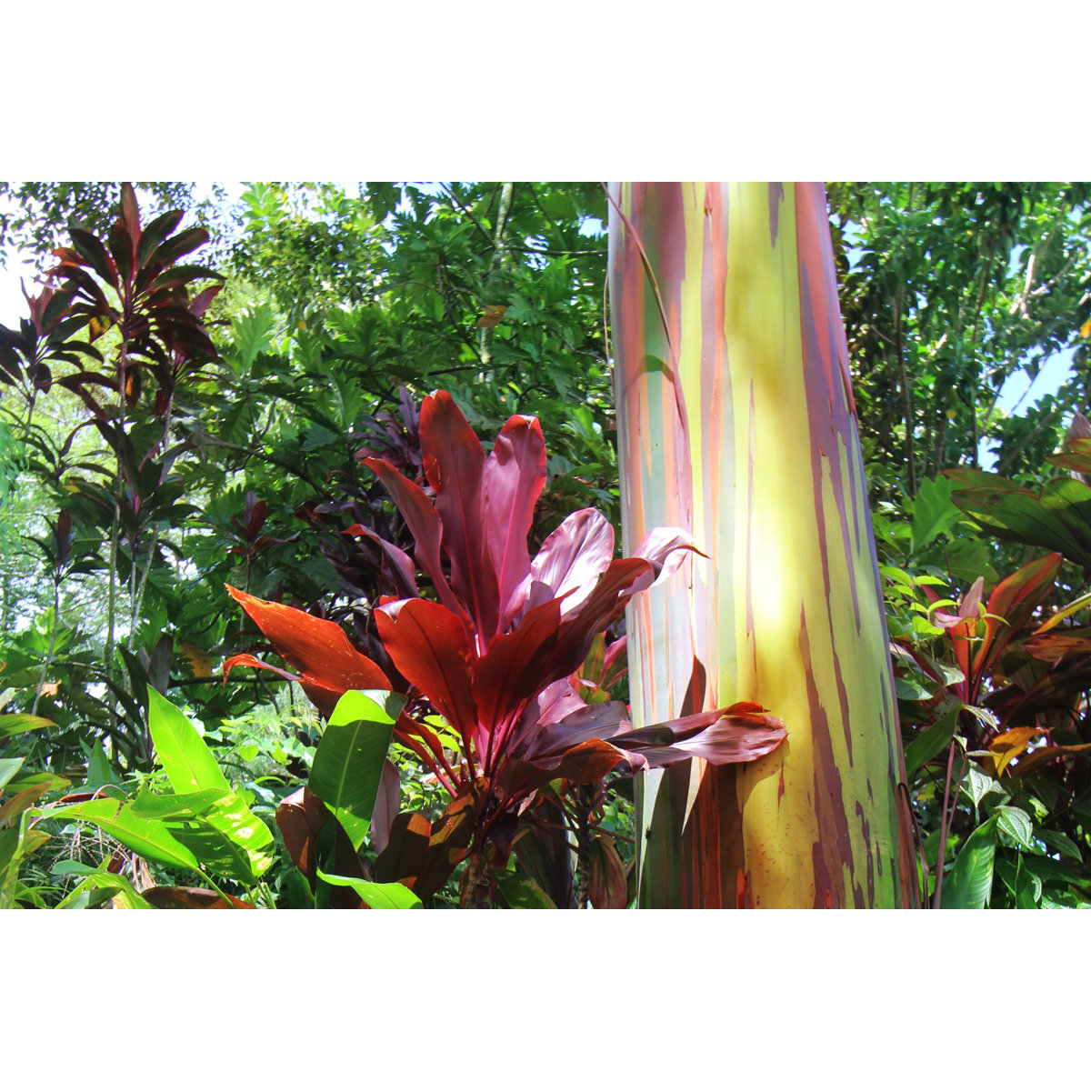 Ebern Designs Eucalyptus arc-en-ciel et plantes Ti par Crisserbug ...