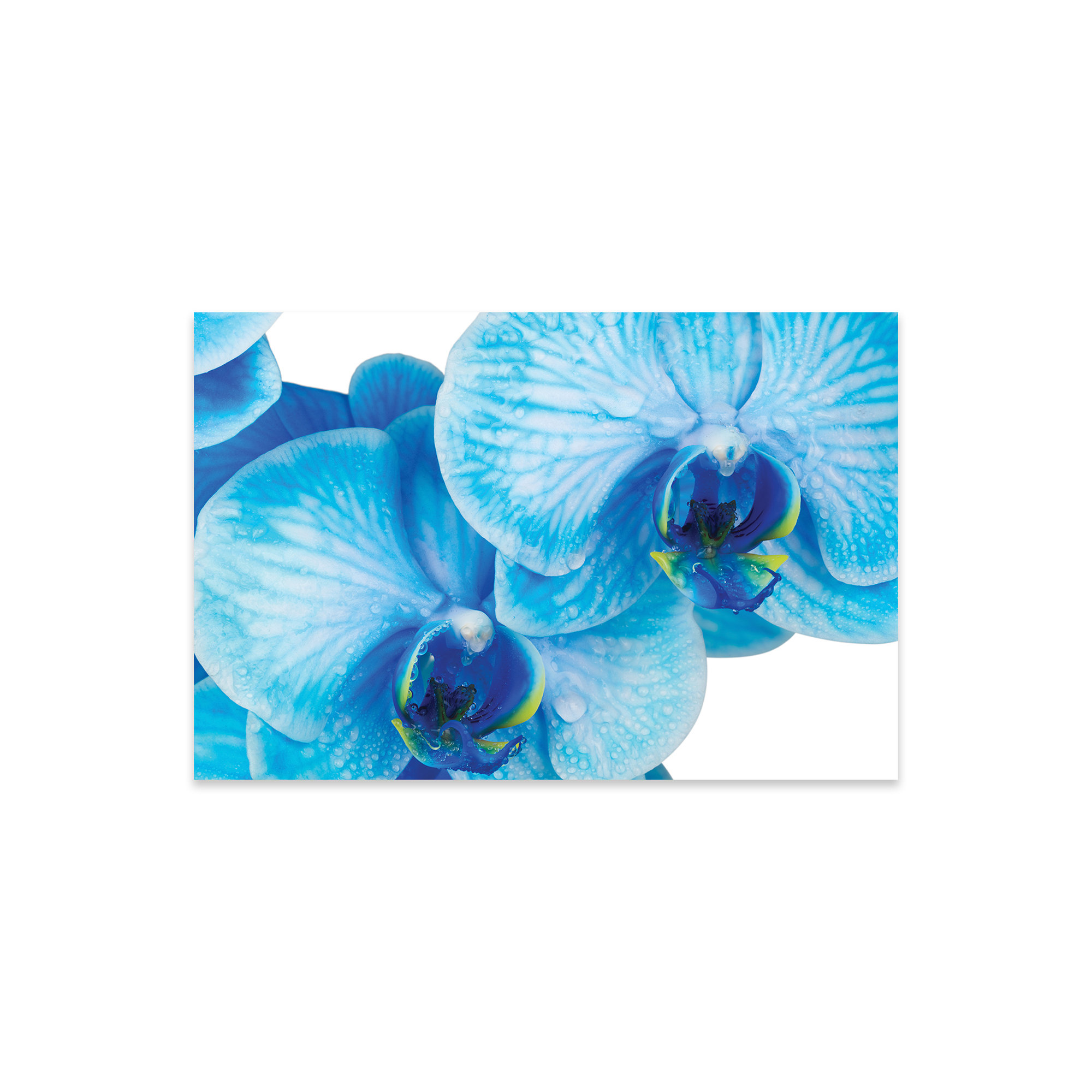 Ebern Designs Blue Orchid IV On Plastic/Acrylic by Glauco Meneghelli ...