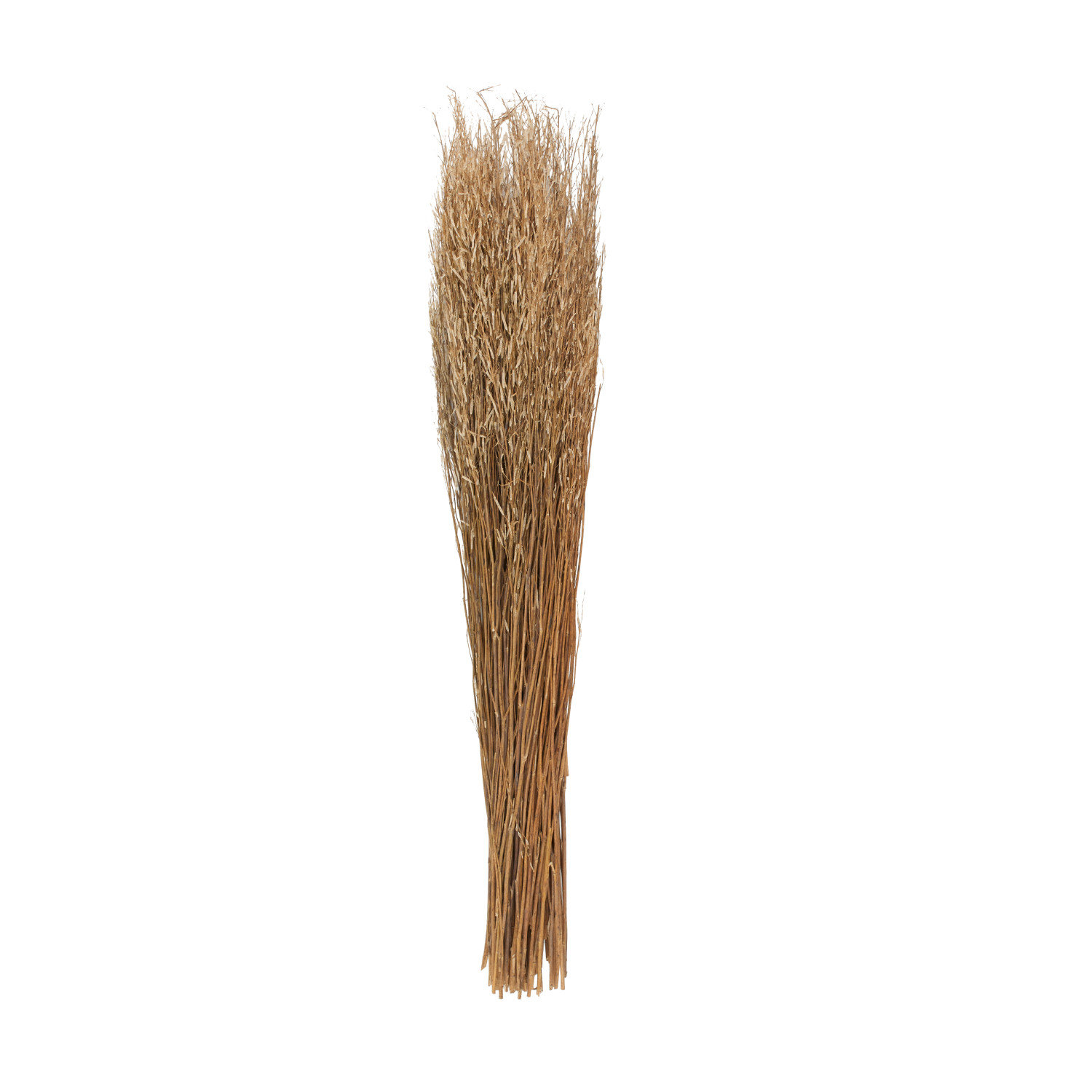 Primrue Cole And Grey Dried Plant Tall Sticks Natural Foliage | Wayfair