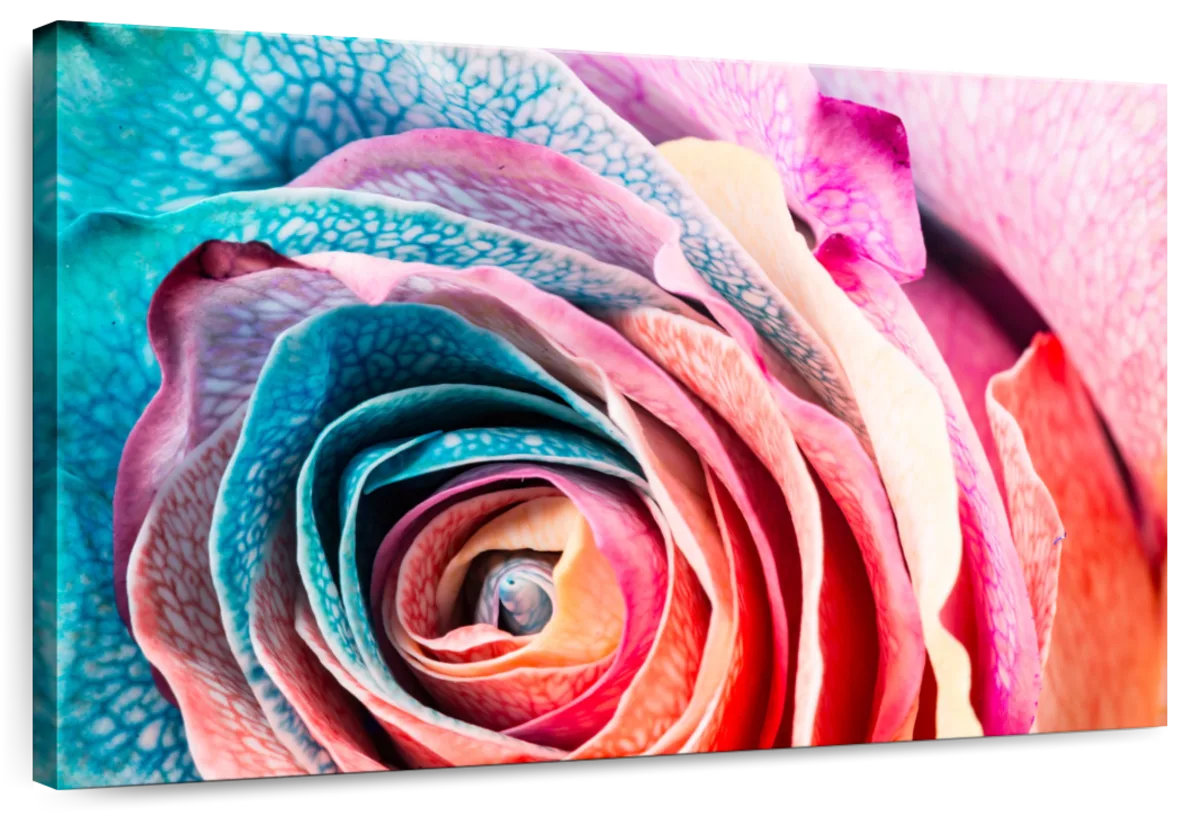 Lark Manor™ Harnek Colorful Rose | Wayfair