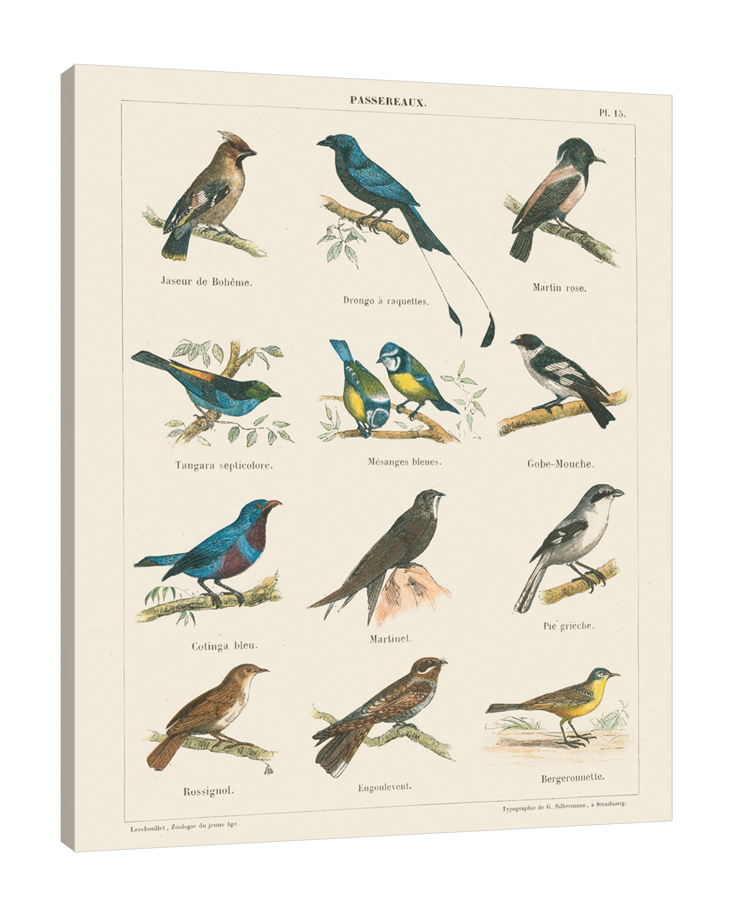 Jaxson Rea Bird Chart II by Wild Apple Portfolio - Wrapped Canvas Print ...