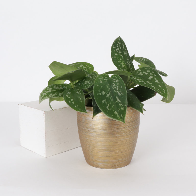 Thorsen's Greenhouse Live Satin Pothos Plant in Gold Pot | Wayfair