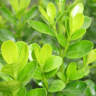 Plants by Mail 2.5 Qt. Japanese Boxwood - Evergreen Shrub for Full Sun ...