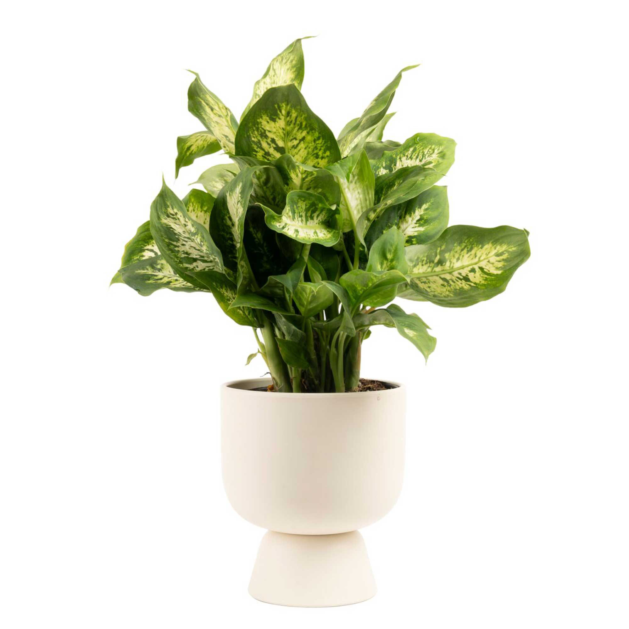 Costa Farms Indoor Dieffenbachia House Plant in 6-inch Décor Pot ...