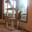 Go Pet Club 72" Leopard Cat Tree & Reviews | Wayfair