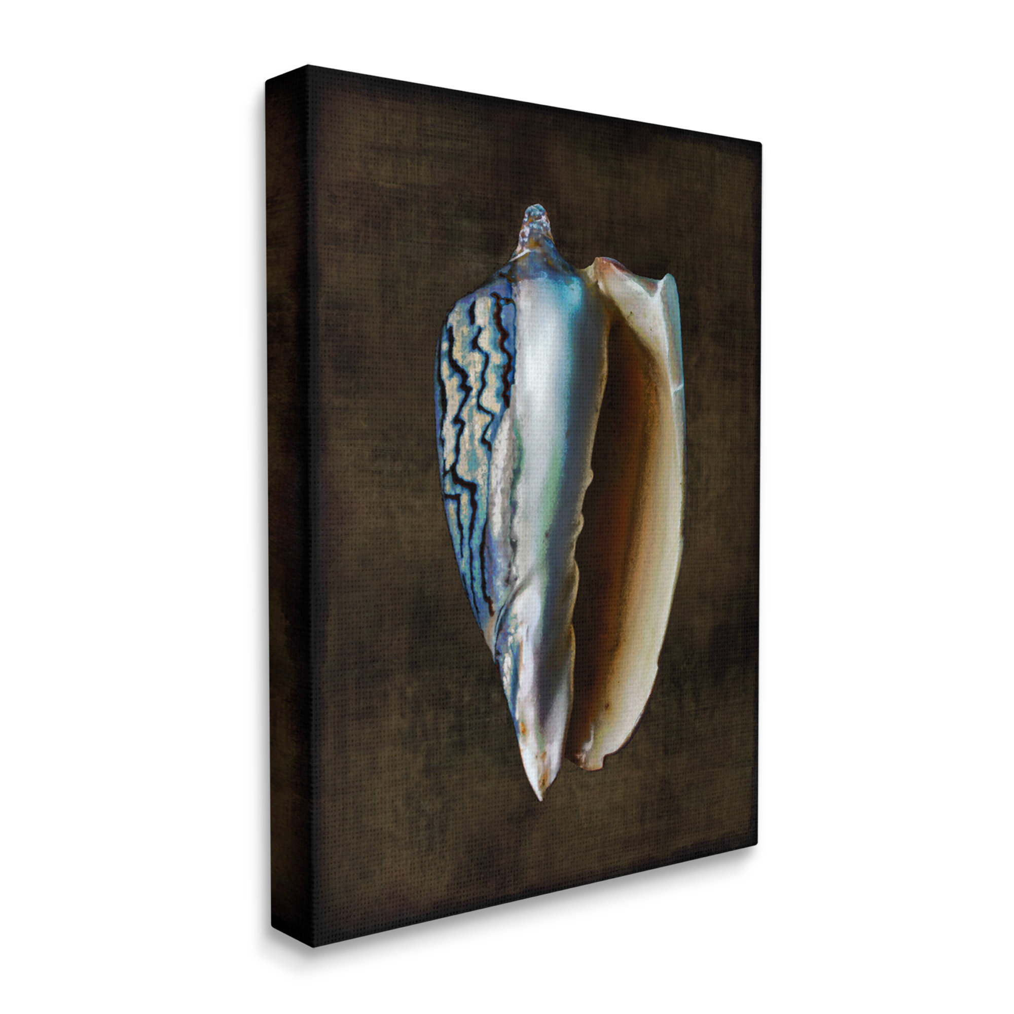 Highland Dunes Dark Conch Shell Canvas Wall Art by Caroline Kelly ...