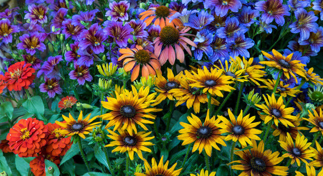 Ebern Designs Painted Tongue And Hirta Daisies In Tight Grouping Along ...