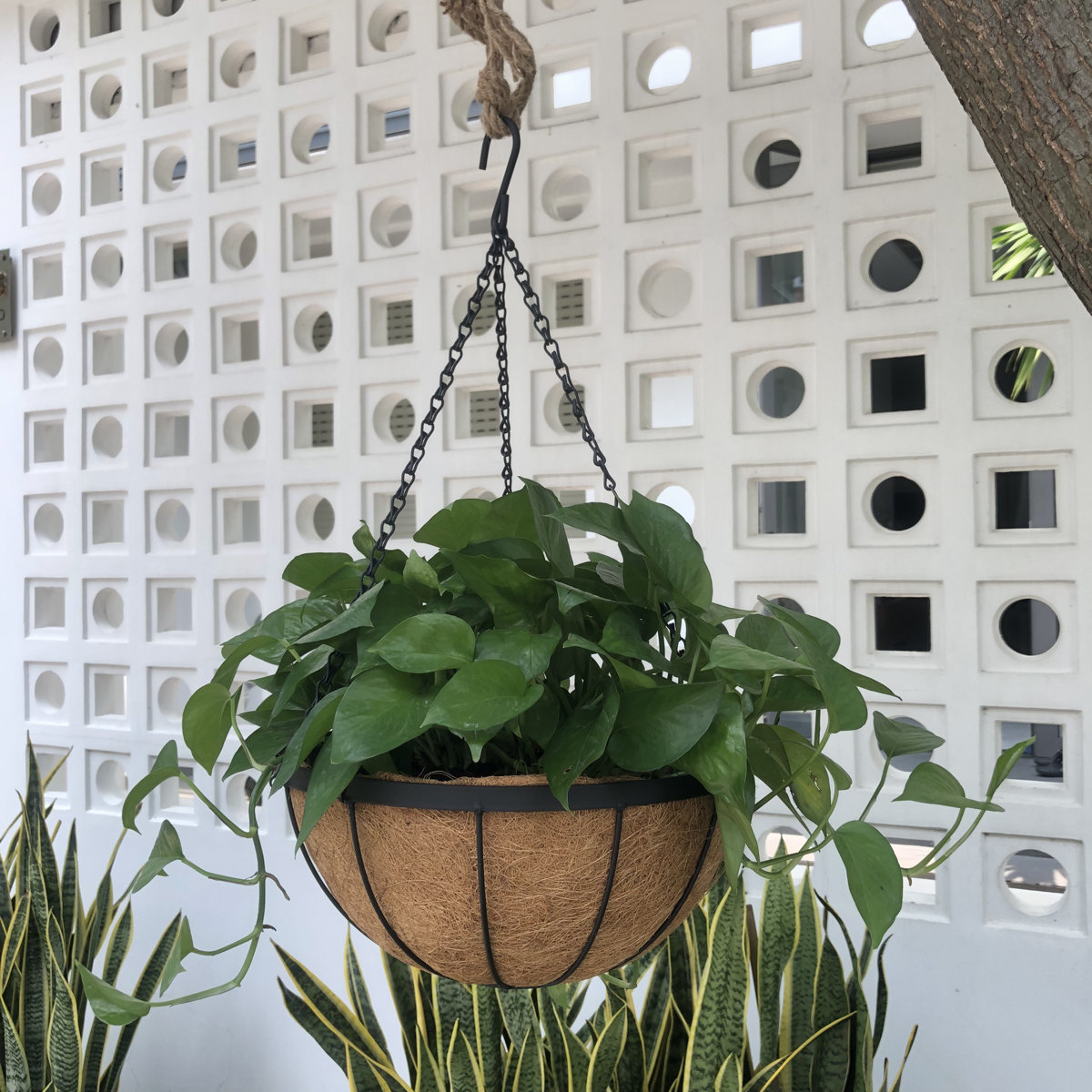 Trent Austin Design® Delania 5-Piece Wrought Iron Hanging Planter Set ...