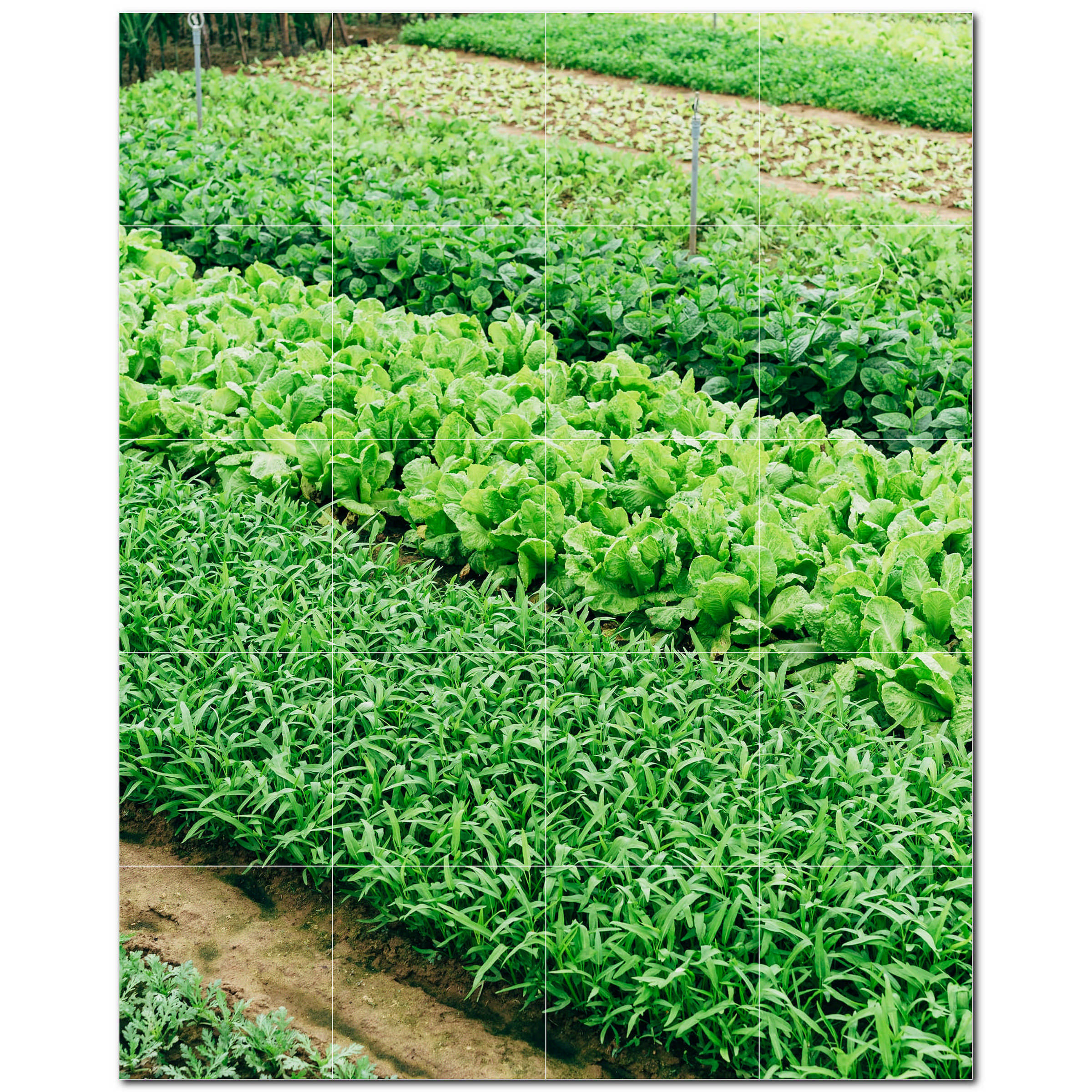 Picture-Tiles.com 24" x 30" Ceramic Farm Photo Decorative Mural Tile ...